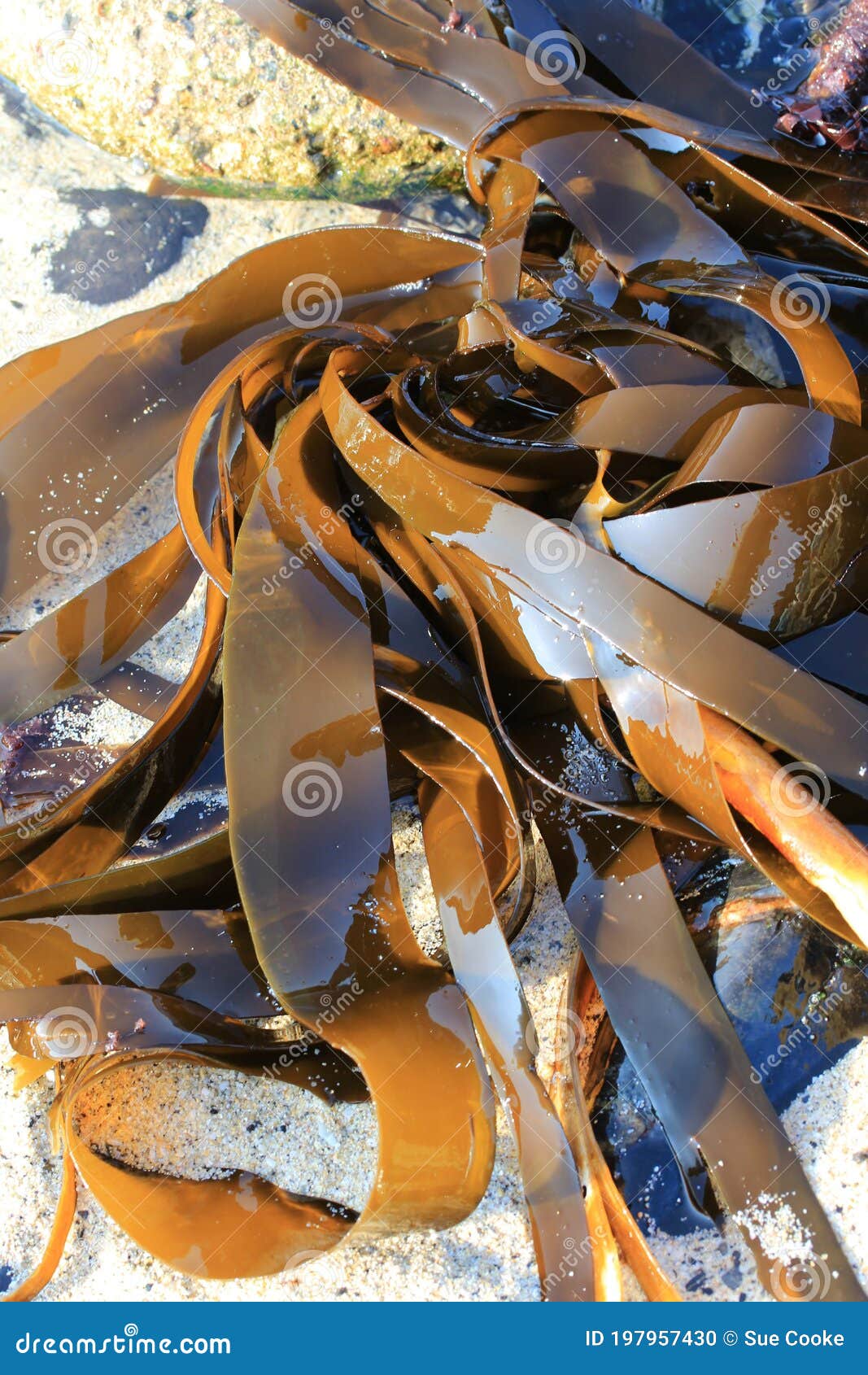 Oarweed on the Beach stock photo. Image of oarweed, genera - 197957430 Oarweed on the Beach stock photo. Image of oarweed, genera - 197957430