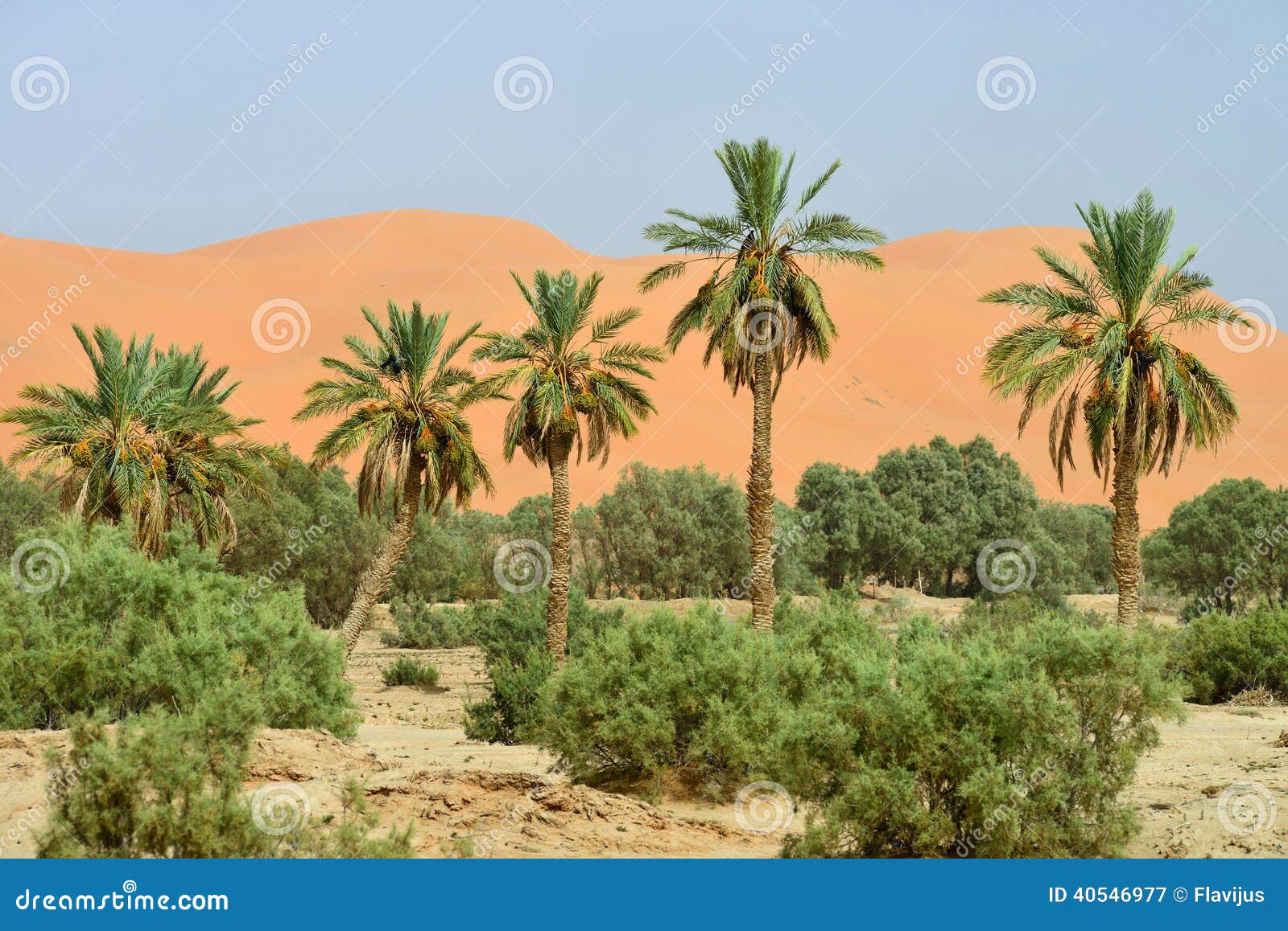 Oase in De Woestijn Van De Sahara Stock Afbeelding - Image of palm ...