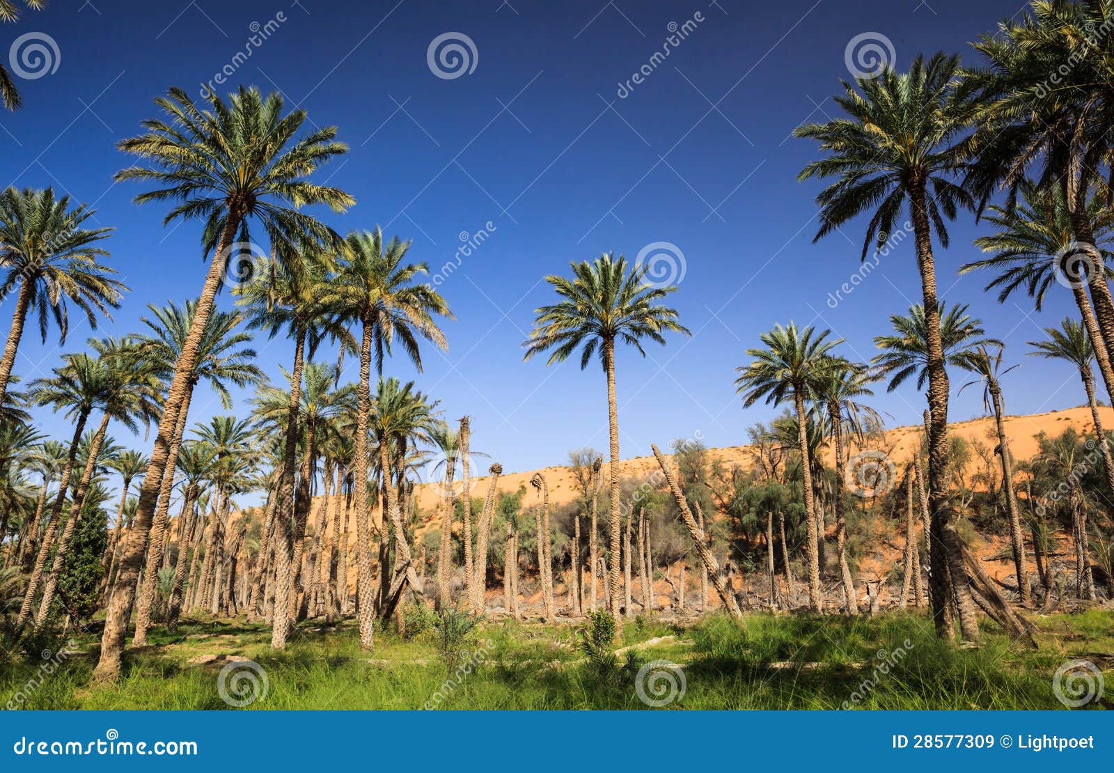 Oase in Het Midden Van Een Woestijn Stock Afbeelding - Image of groei ...