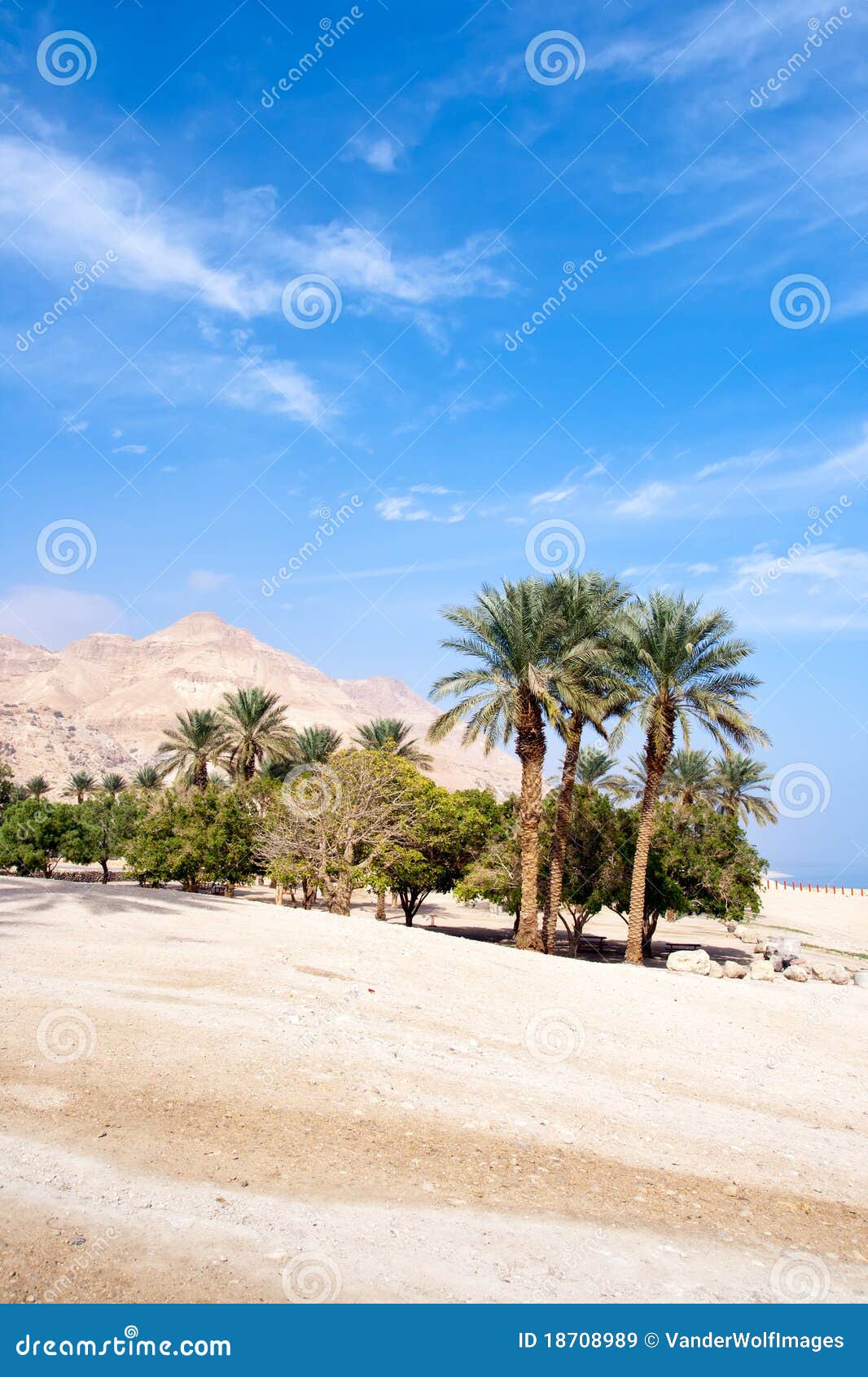Oase - Israel stock image. Image of landscape, hill, green - 18708989