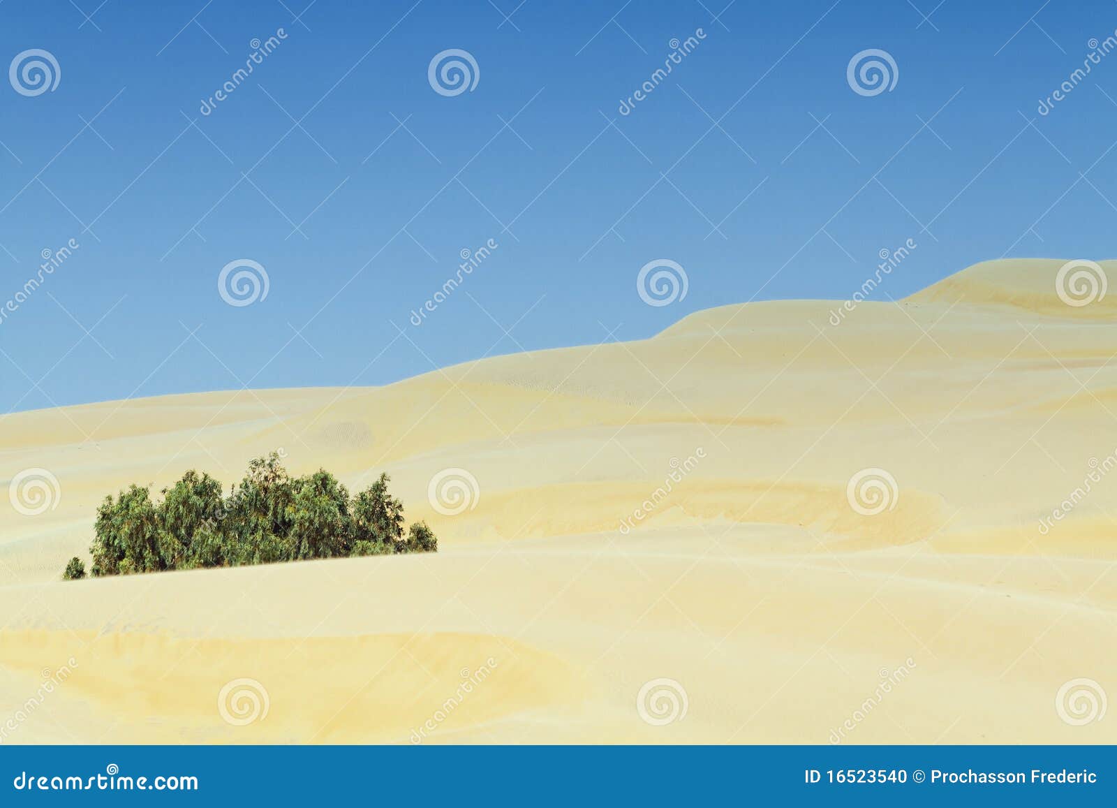 Oasis stock photo. Image of heat, oasis, solitude, sand - 16523540