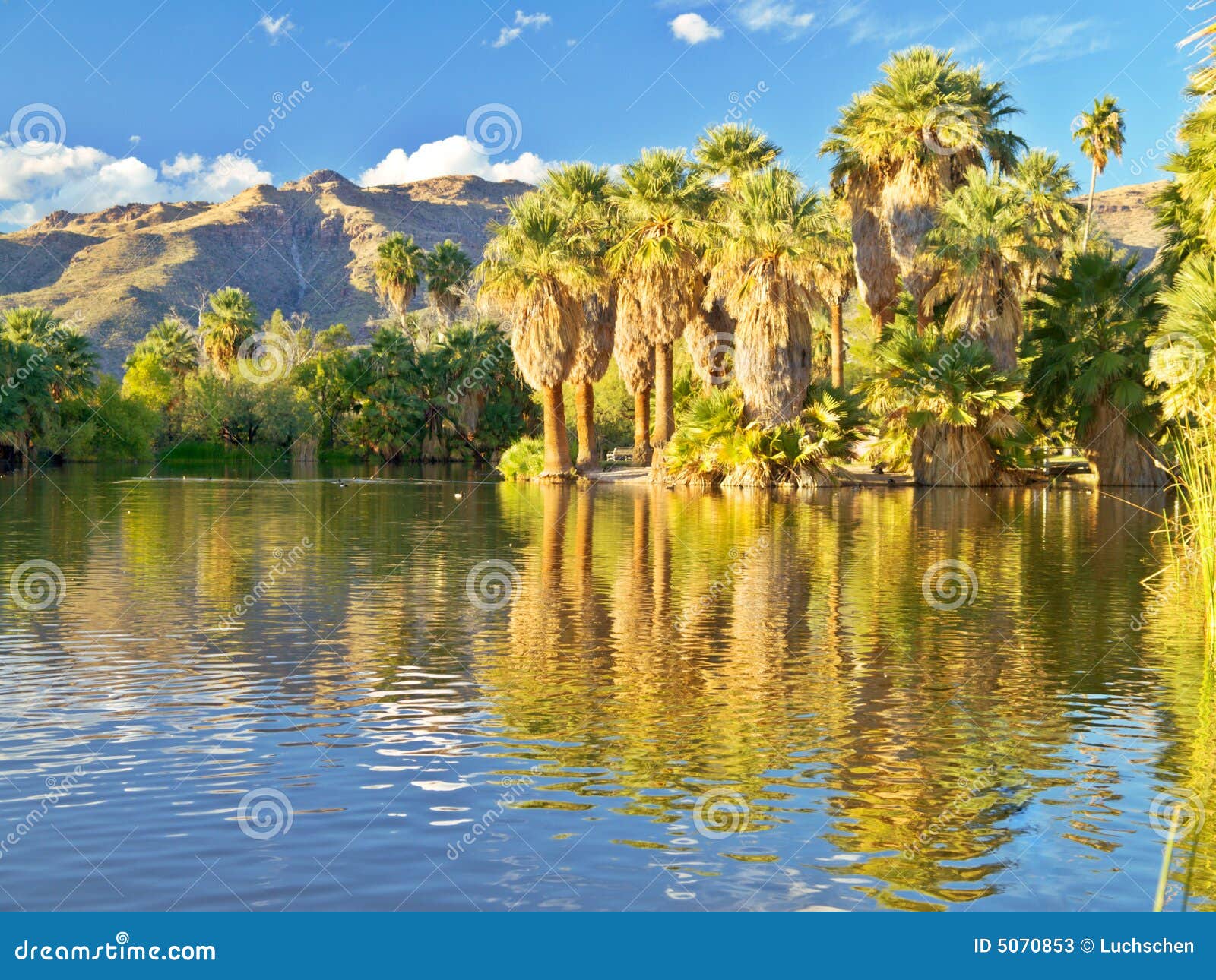 Oasis stock image. Image of relaxation, outdoors, oasis - 5070853