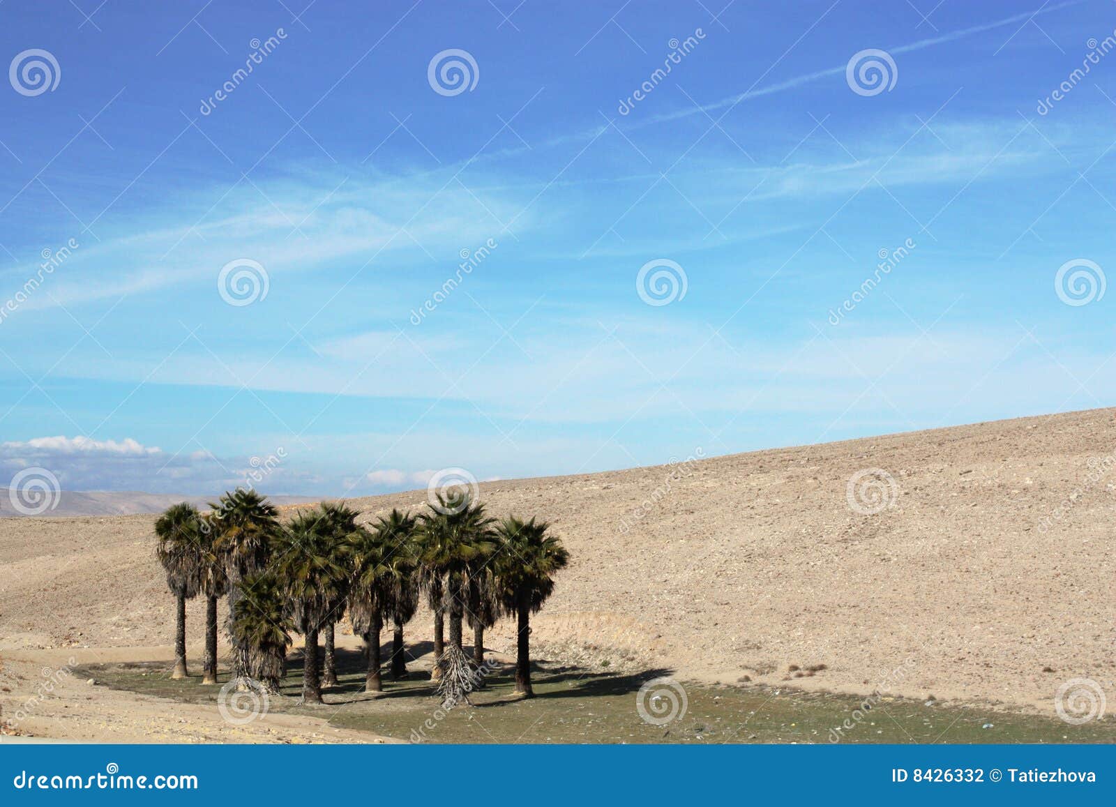 Oasis stock photo. Image of oasis, israel, drying, greenery - 8426332