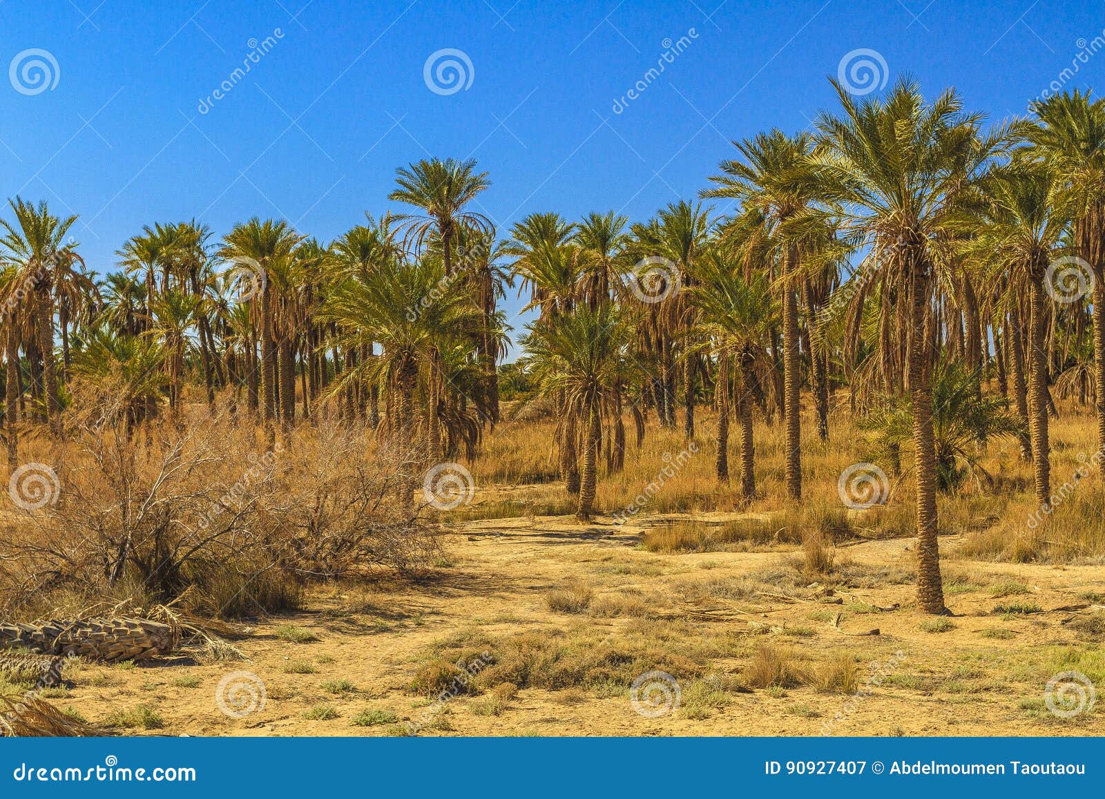 Oasis imagen de archivo. Imagen de ambiente, oasis, aventura - 90927407