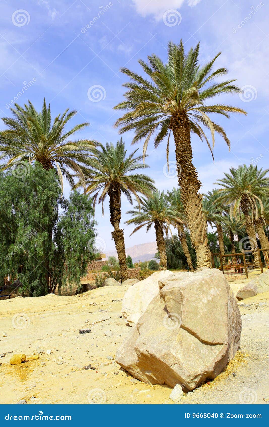 Oasis stock photo. Image of outdoor, sight, arab, datetree - 9668040