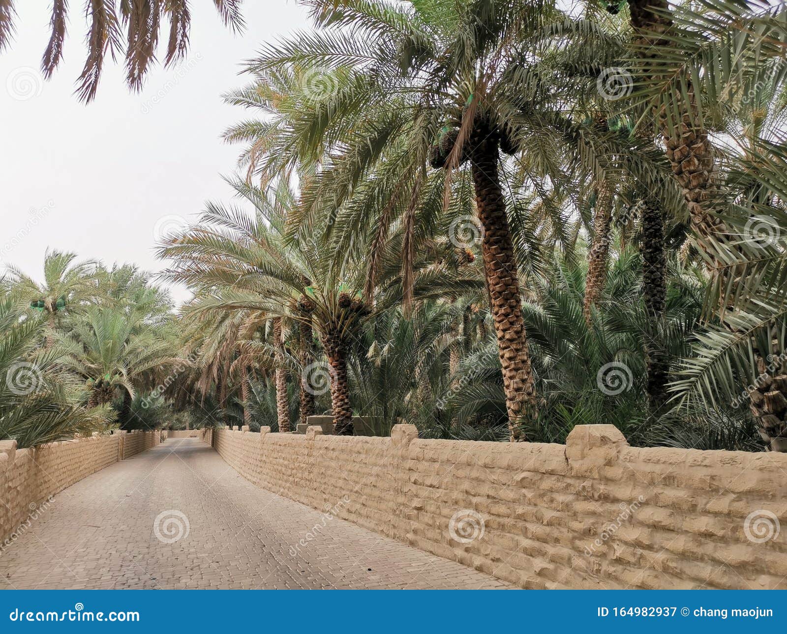 Oasis al ain abu dhabi UAE stock image. Image of oasis - 164982937