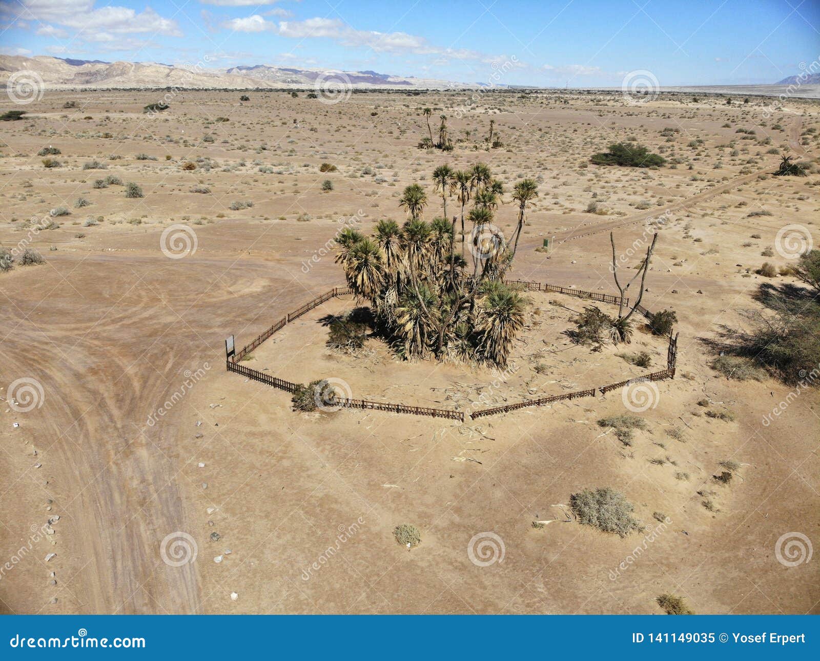 Oasis in the Arava desert stock image. Image of trees - 141149035