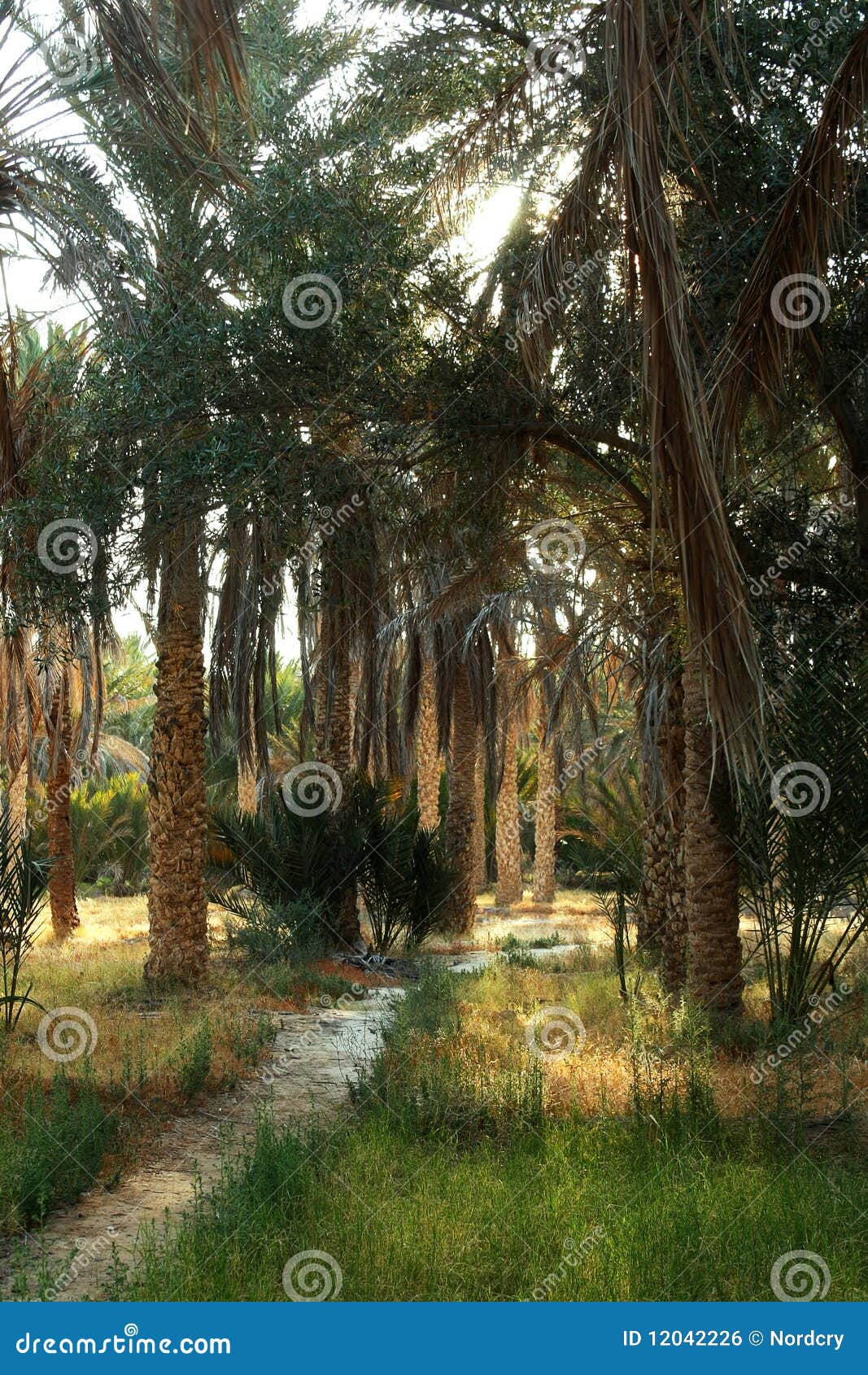 Oasis Avec Le Palmier Dattier Photo stock - Image du accroissement ...