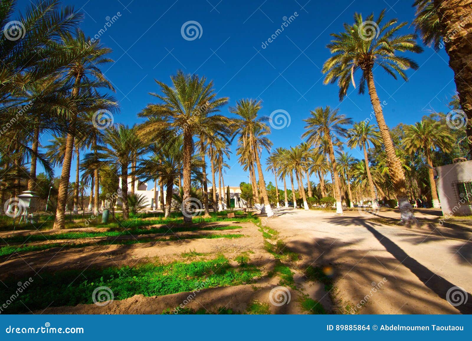 Oasis stock photo. Image of line, date, tree, arabia - 89885864