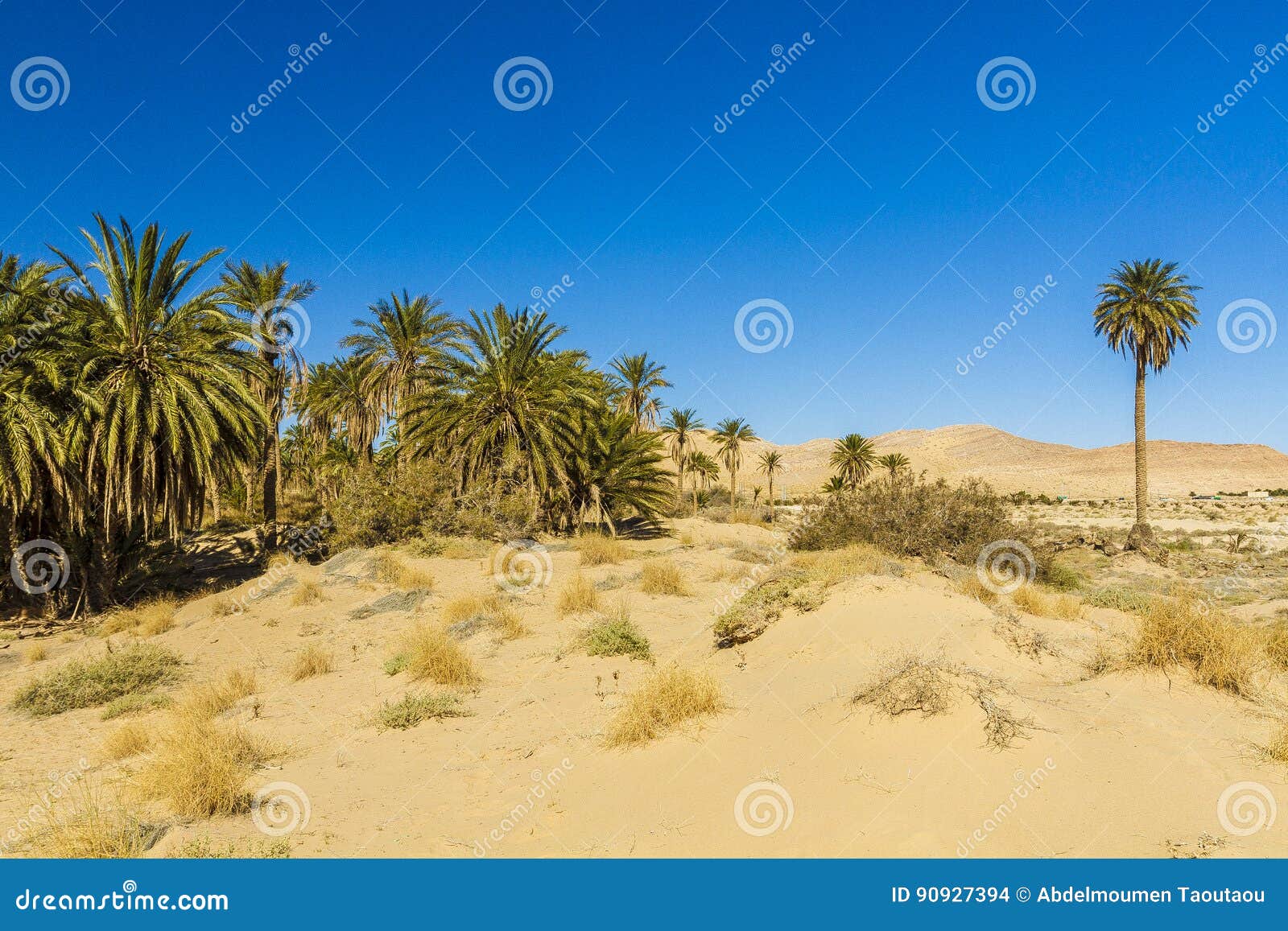 Oasis stock photo. Image of line, algeria, adventure - 90927394