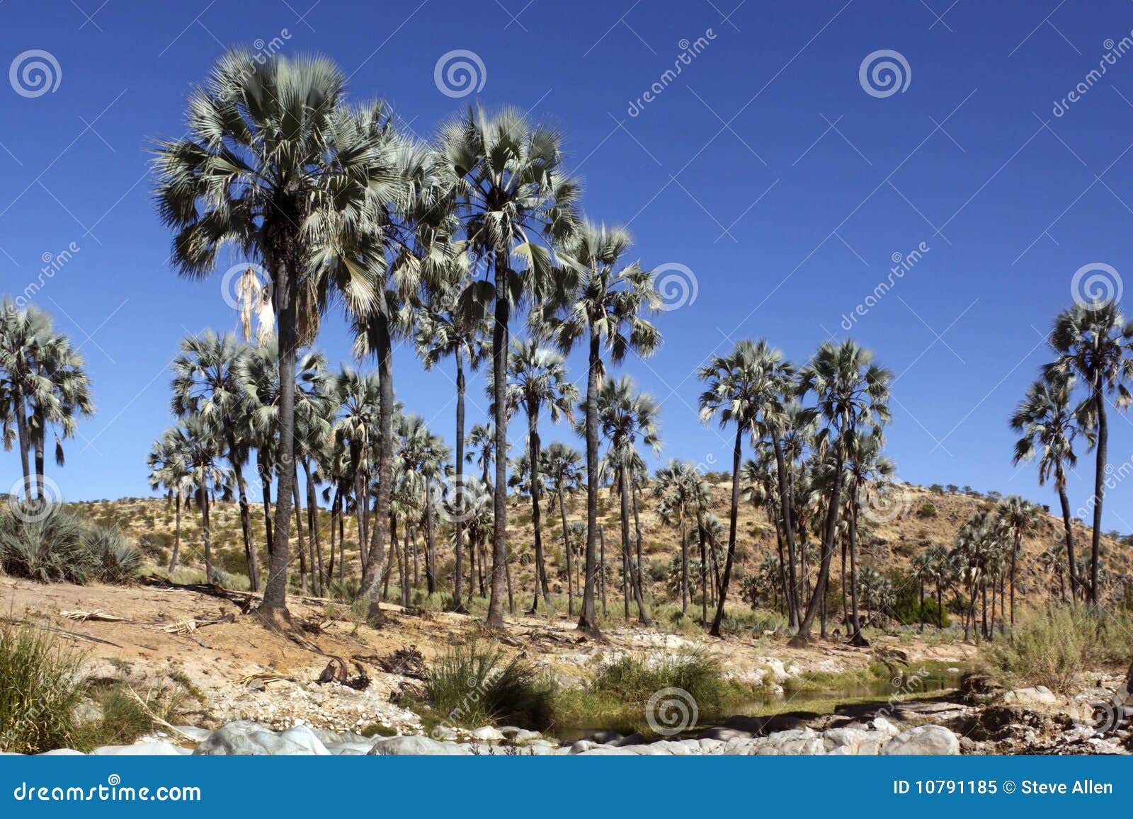 Oasis - Damaraland - Namibia Stock Image - Image of water, africa: 10791185