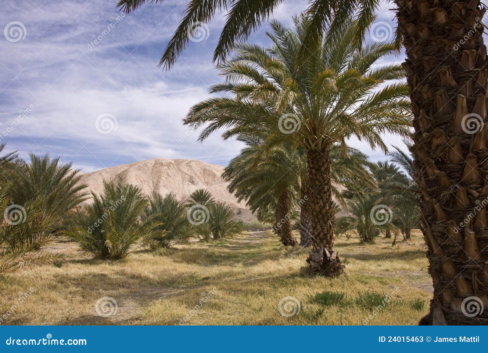 Oasis De La Palma Datilera Del Desierto Imagen de archivo - Imagen de ...