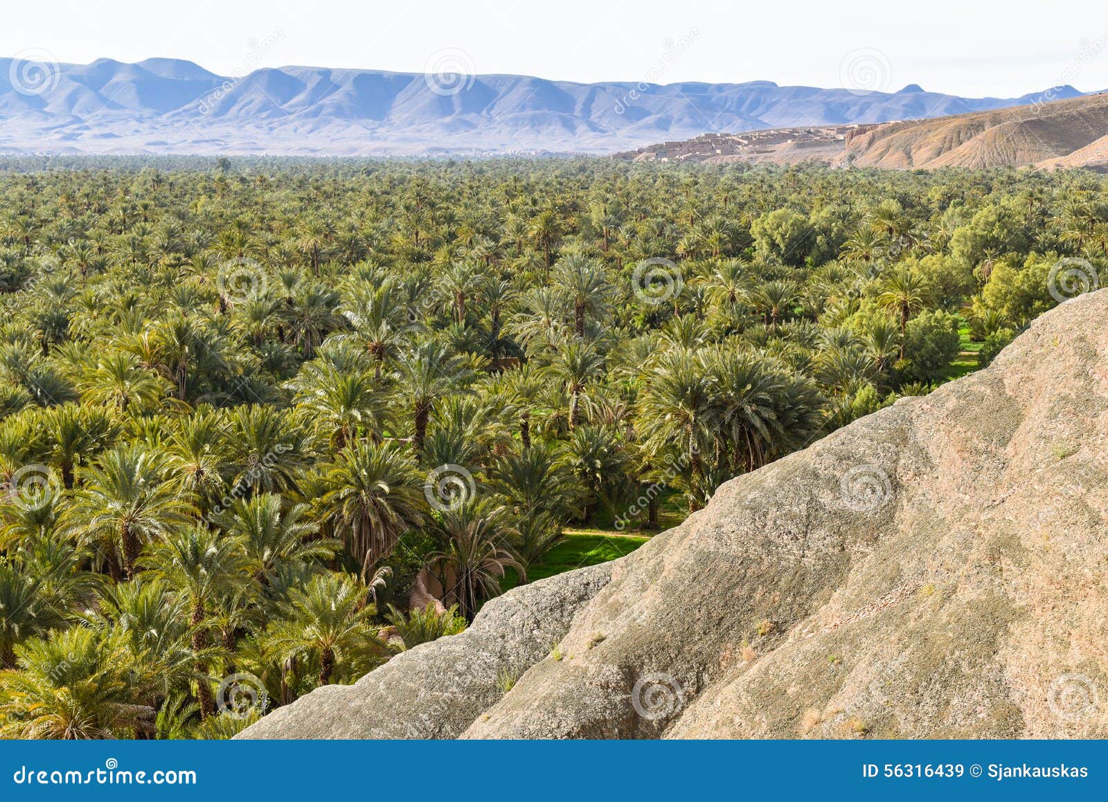 Oasis De Palmier Dattier Au Maroc Image stock - Image du atlas, nature ...