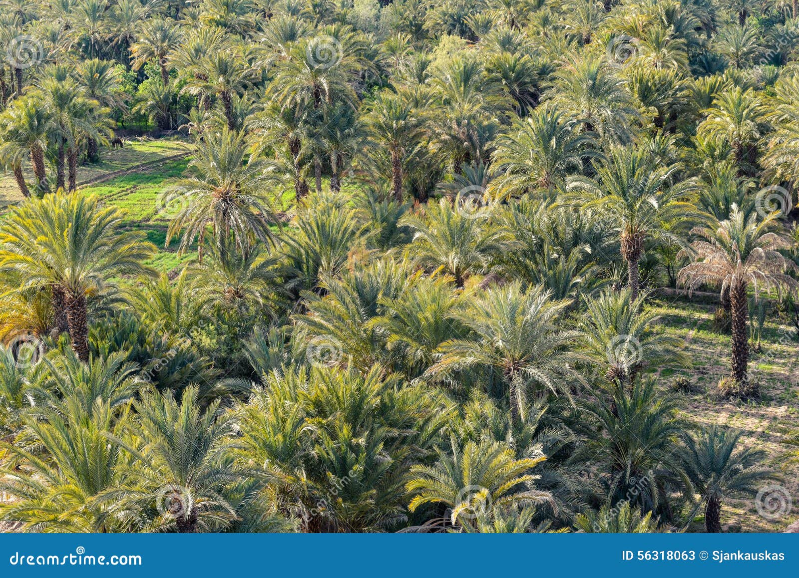 Oasis De Palmier Dattier Au Maroc Image stock - Image du horizontal ...