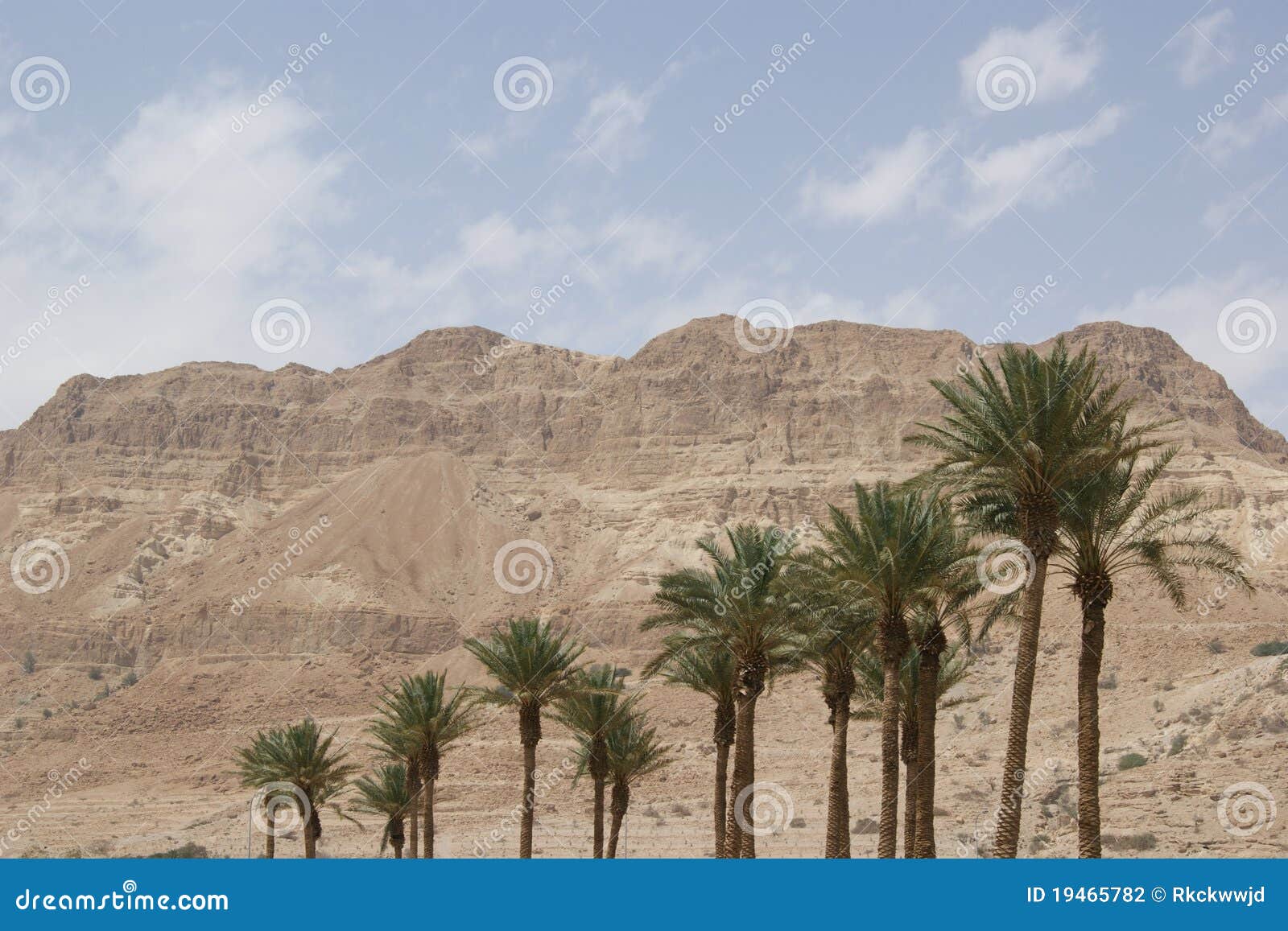 Oasis del En Gedi, Israel foto de archivo. Imagen de oasis - 19465782