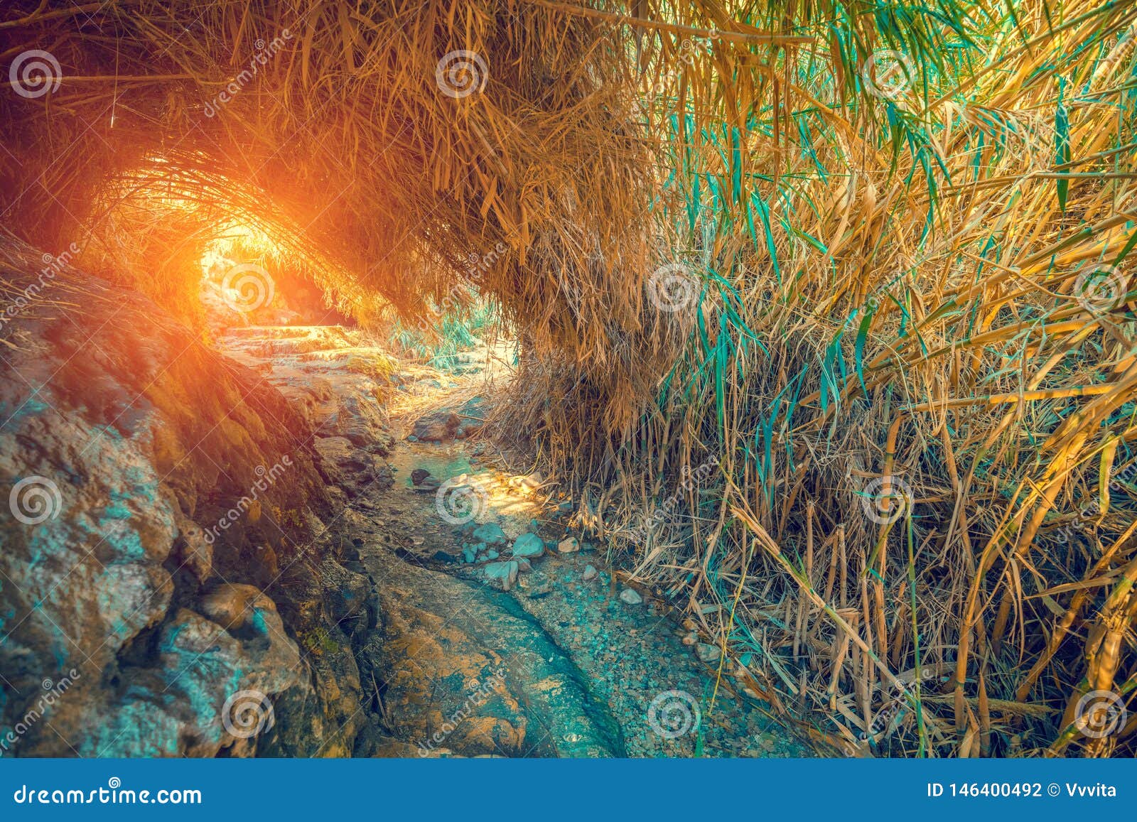 Oasis in the Desert. Path To the David Waterfall Stock Photo - Image of ...
