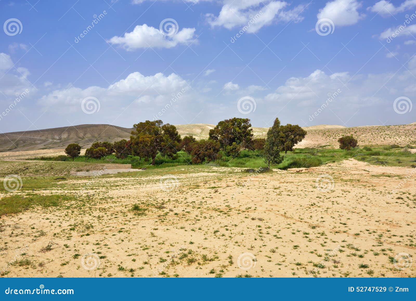 Oasis in the desert stock image. Image of trunk, blue - 52747529