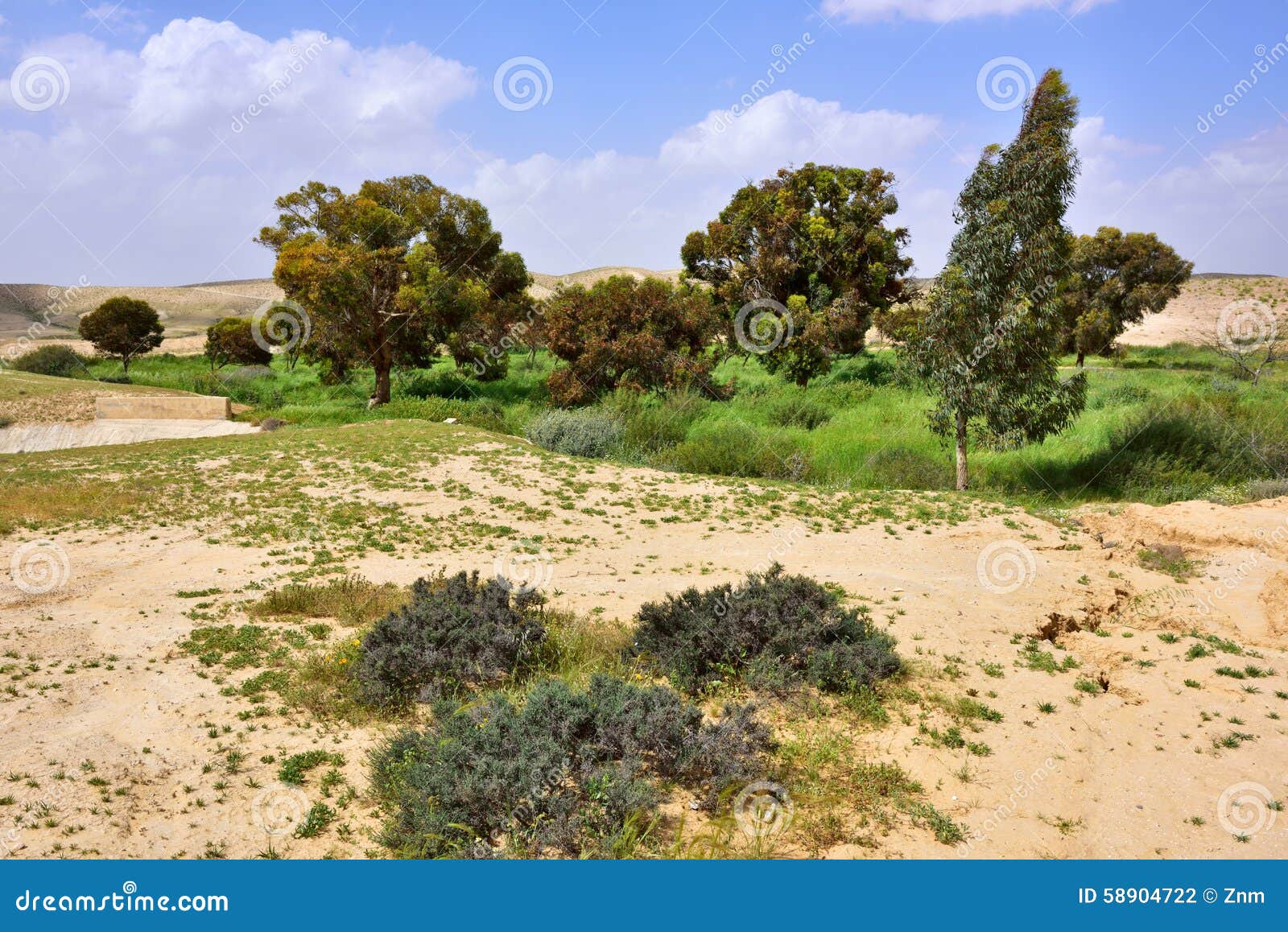 Oasis in the desert stock photo. Image of sunlight, negev - 58904722