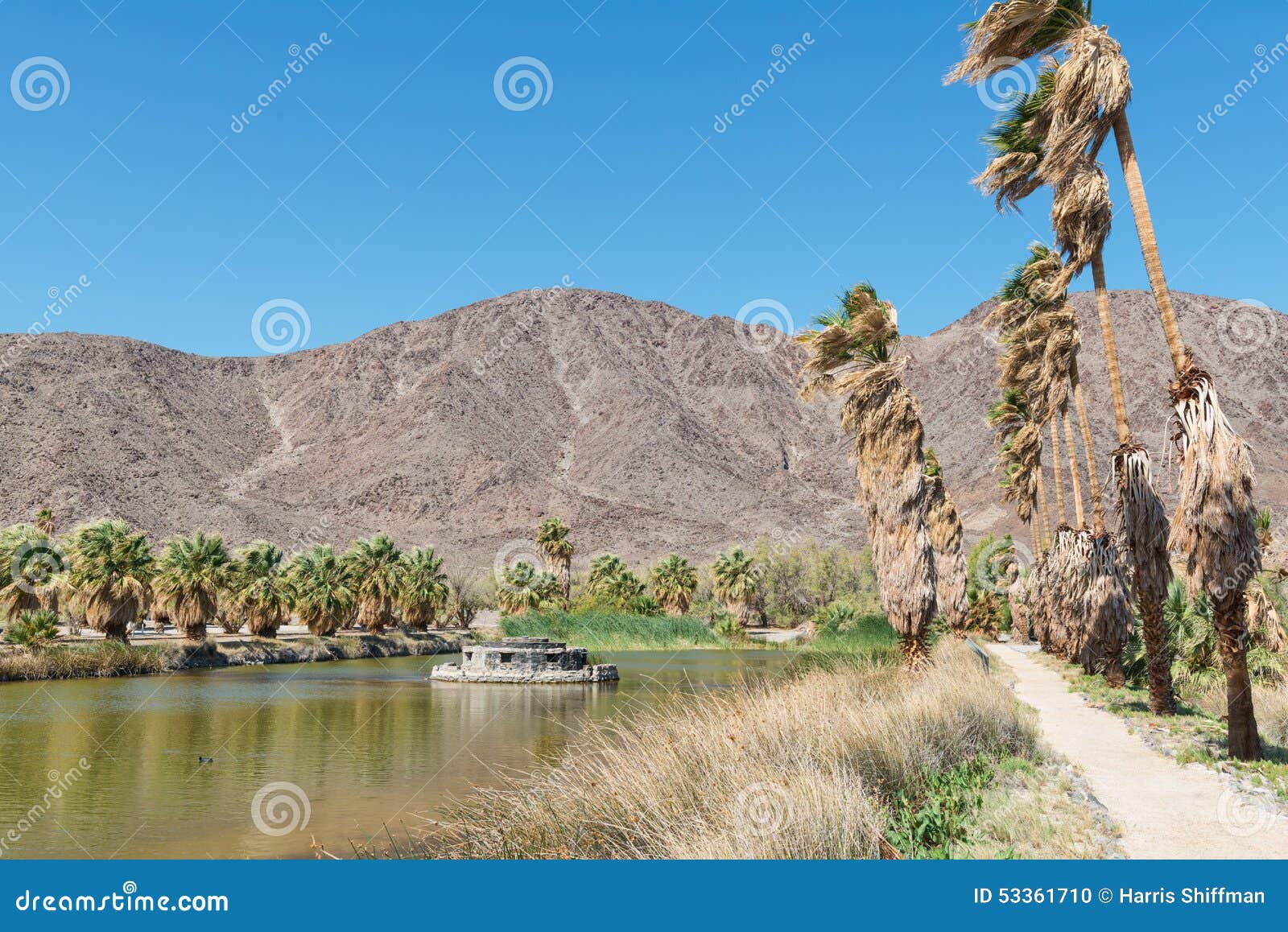 Oasis stock photo. Image of palm, lake, oasis, parched - 53361710