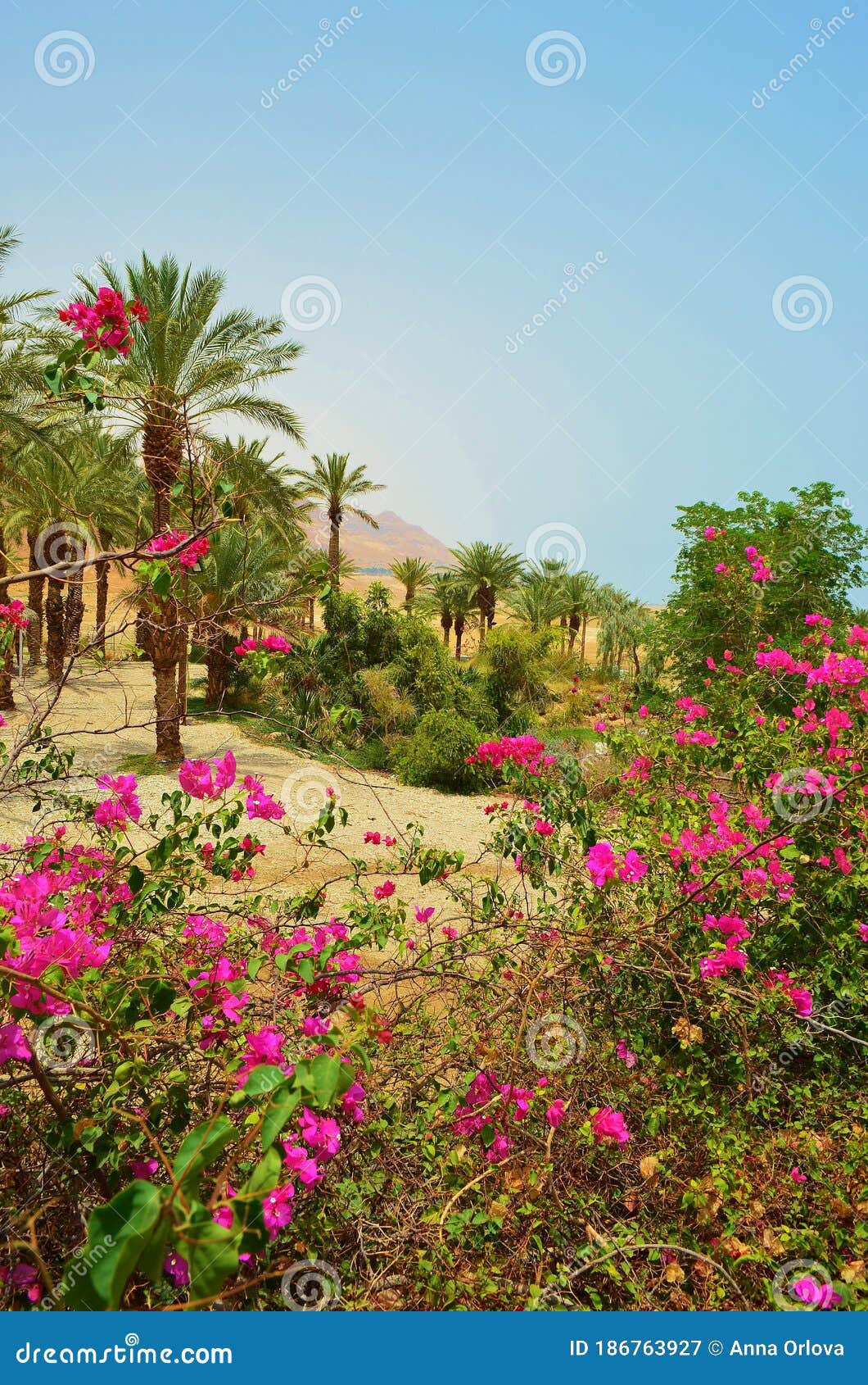Oasis at Ein Gedi stock image. Image of paradise, spines - 186763927