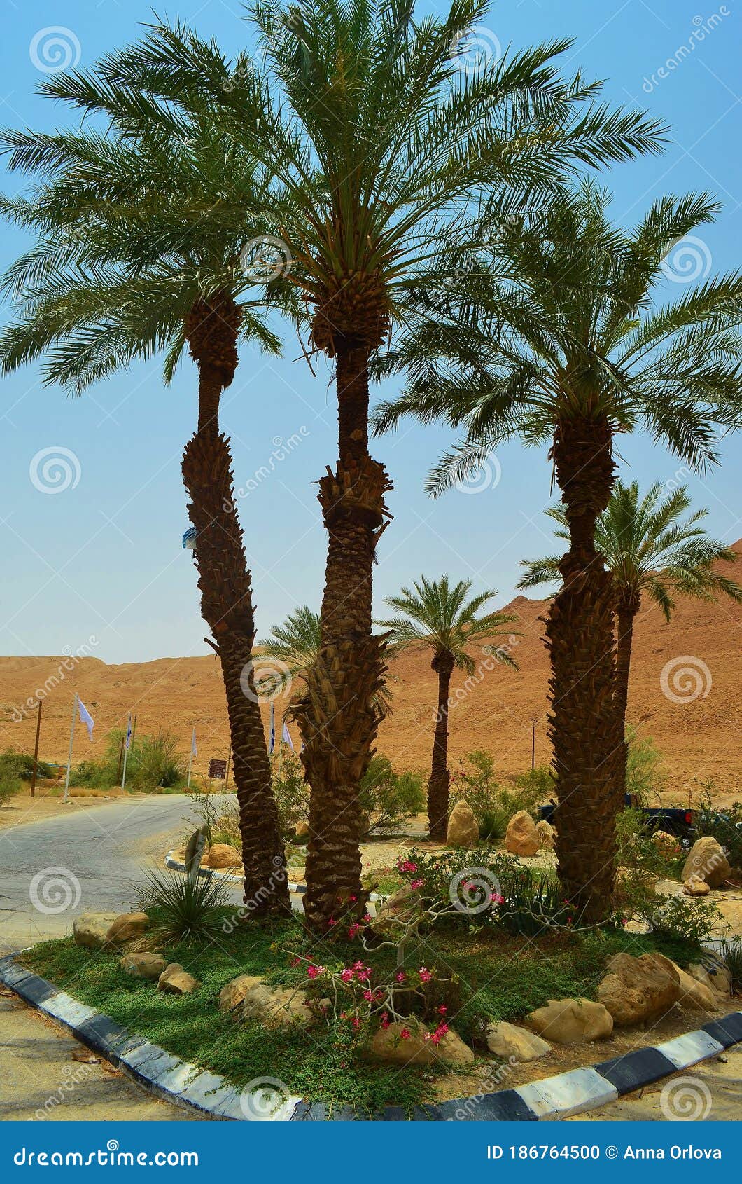 Oasis at Ein Gedi stock photo. Image of israel, nature - 186764500