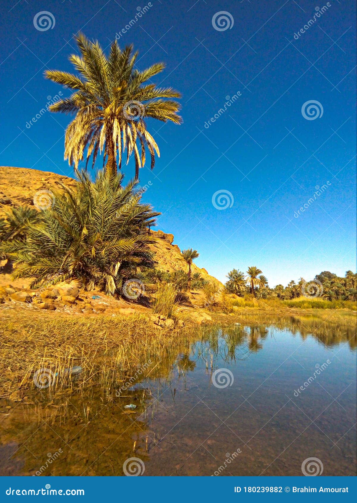 Oasis in the Middle of the Sahara Under a Blue Sky in Heat Stock Photo ...