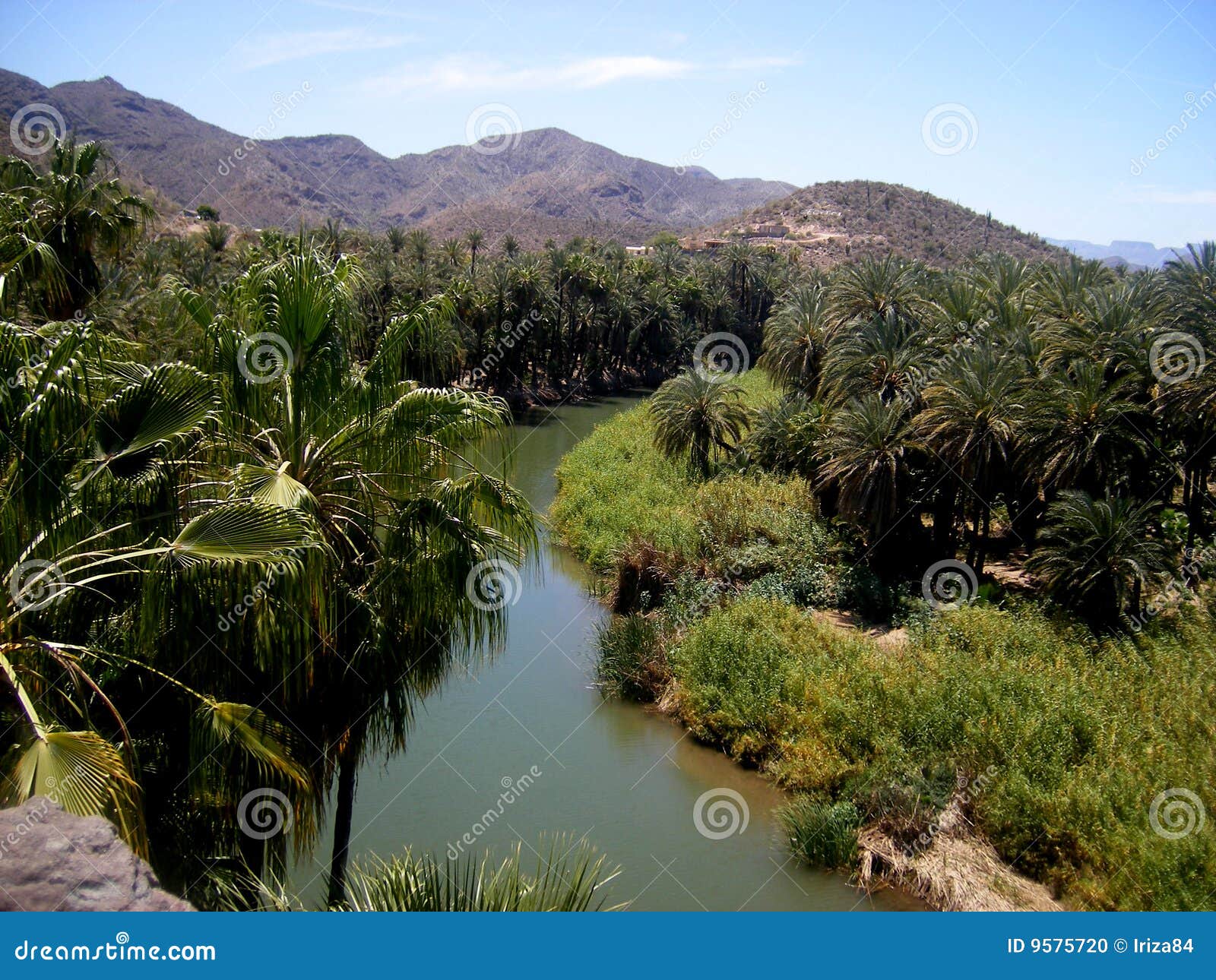 Baja California Desert Cactus Tree National Park Royalty-Free Stock ...