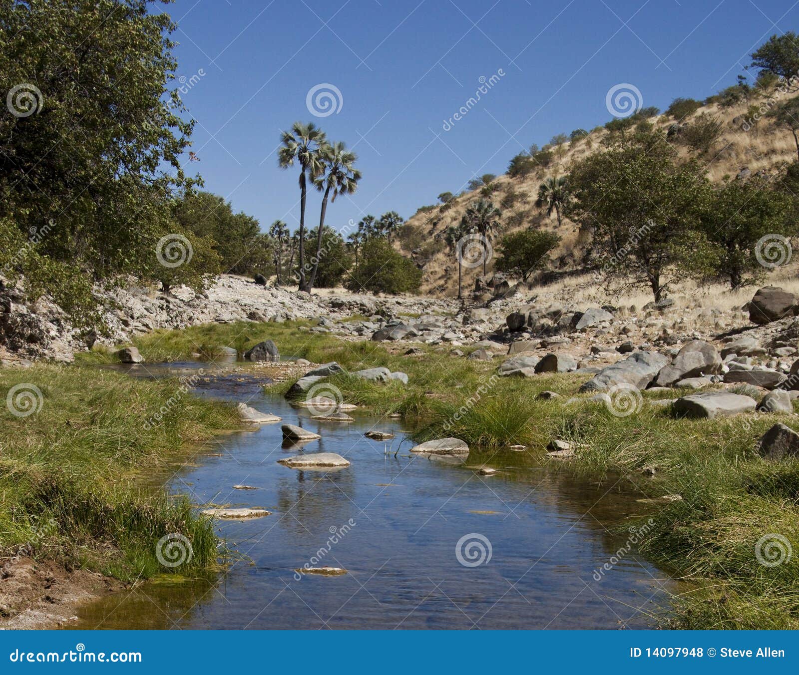 Oasis in the Namib Desert stock photo. Image of tree - 14097948