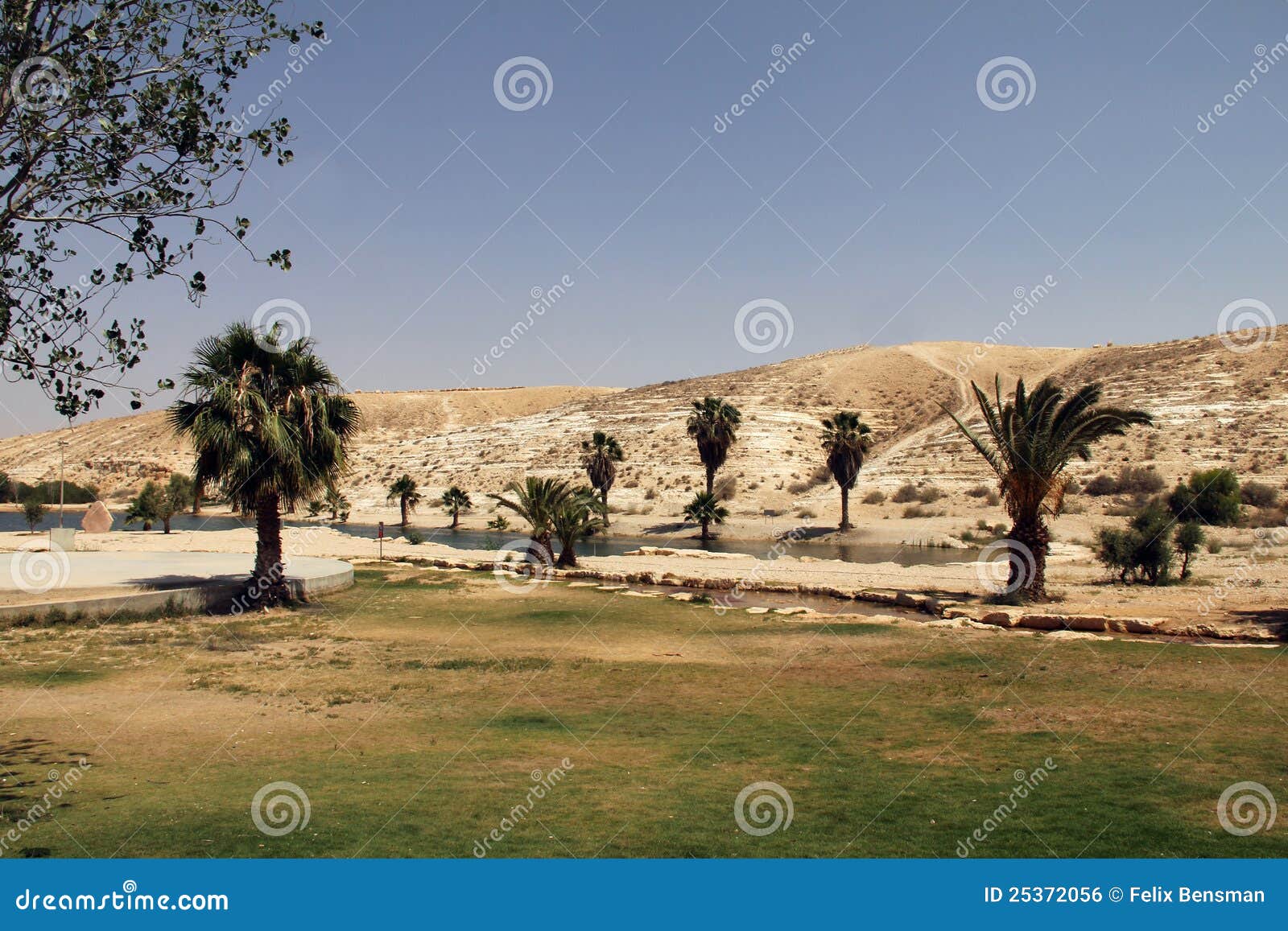 Oasis in the Negev Desert stock photo. Image of beautiful - 25372056