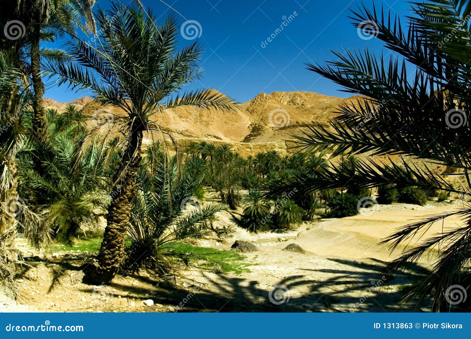 Oasis - Palm Trees in the Desert Stock Image - Image of palmtree, palms ...