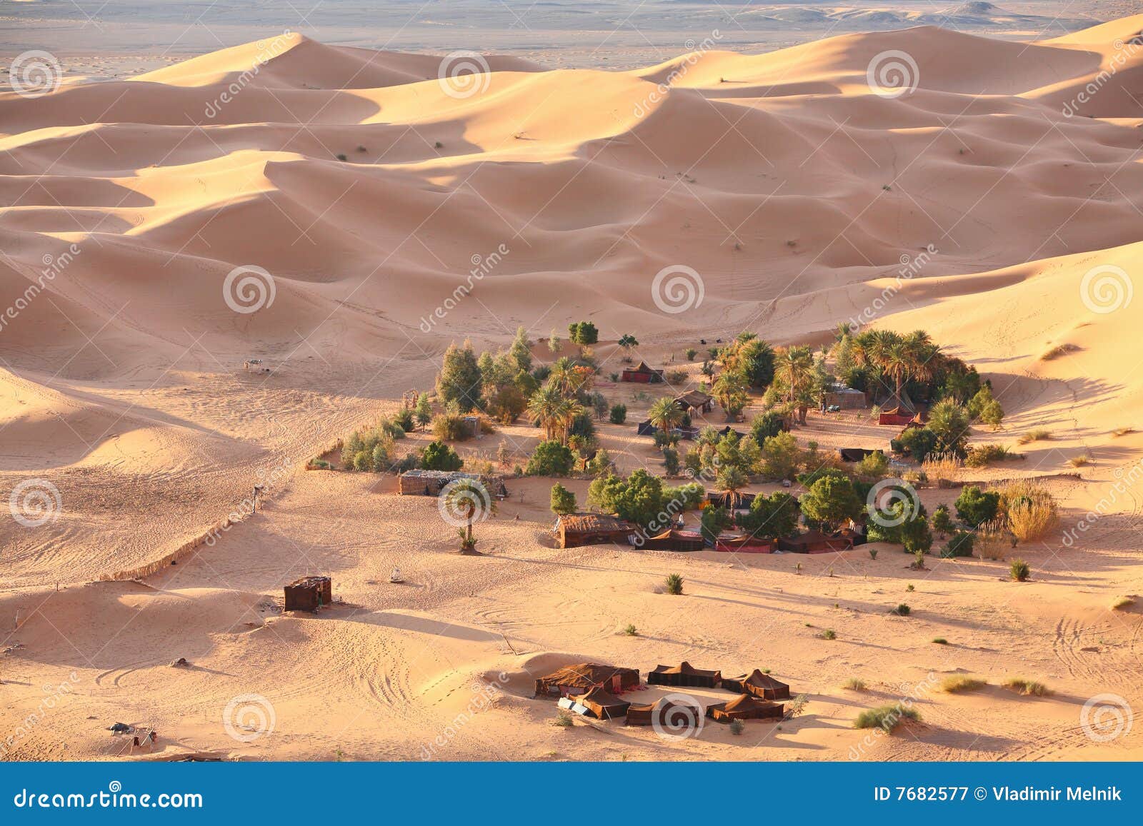 Oasis in Sahara desert stock image. Image of survival - 7682577