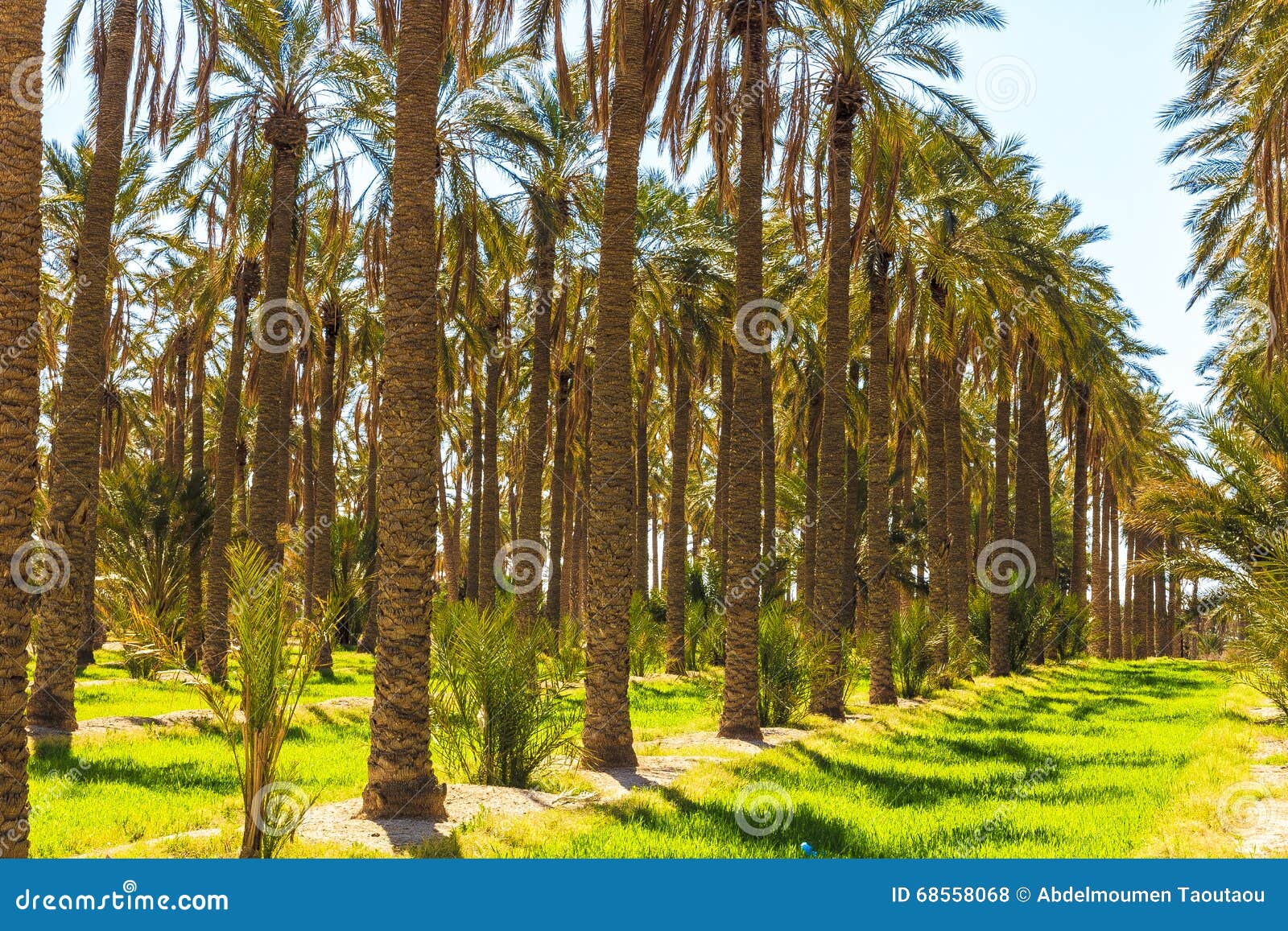 Oasis stock photo. Image of landscape, region, blue, algeria - 68558068