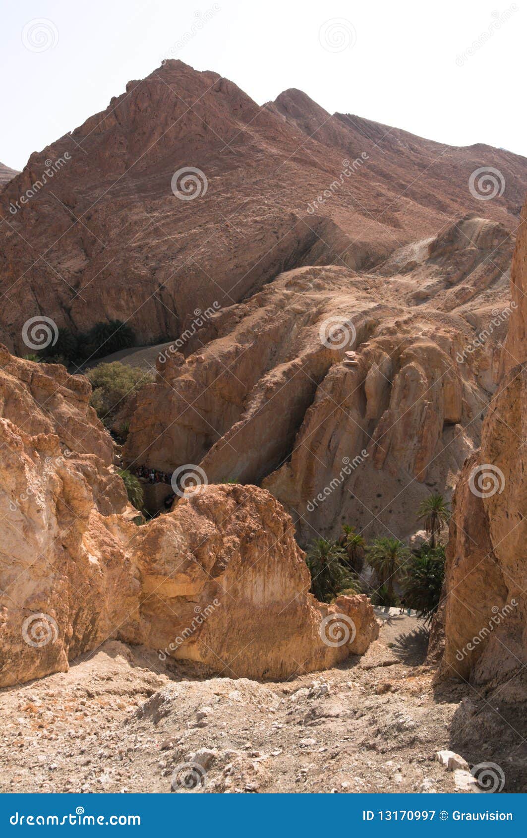 An Oasis in Sahara Desert - Tozeur Stock Image - Image of sunlight ...