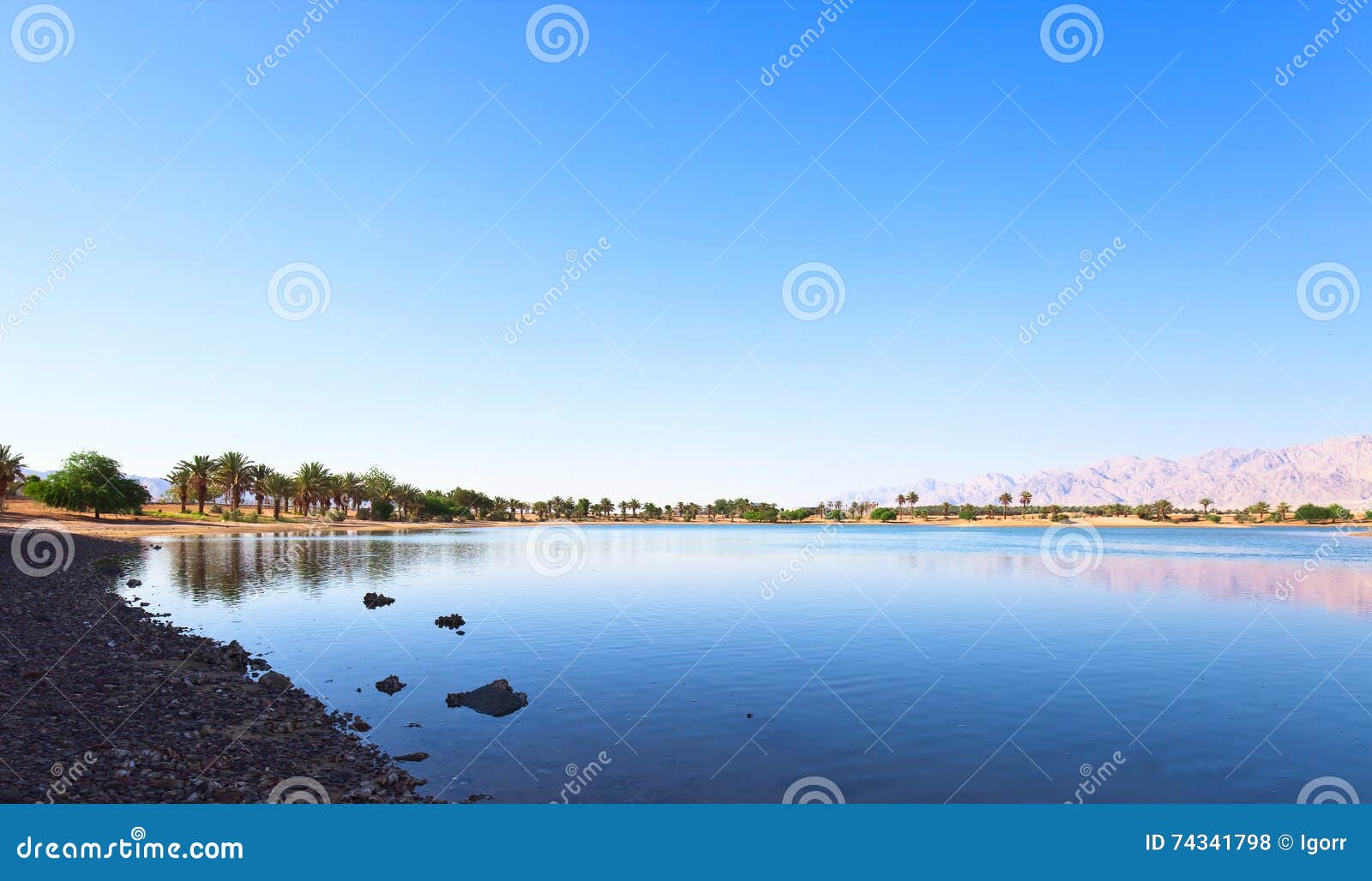 Oasis in the South of Israel Stock Photo - Image of nature, horizontal ...