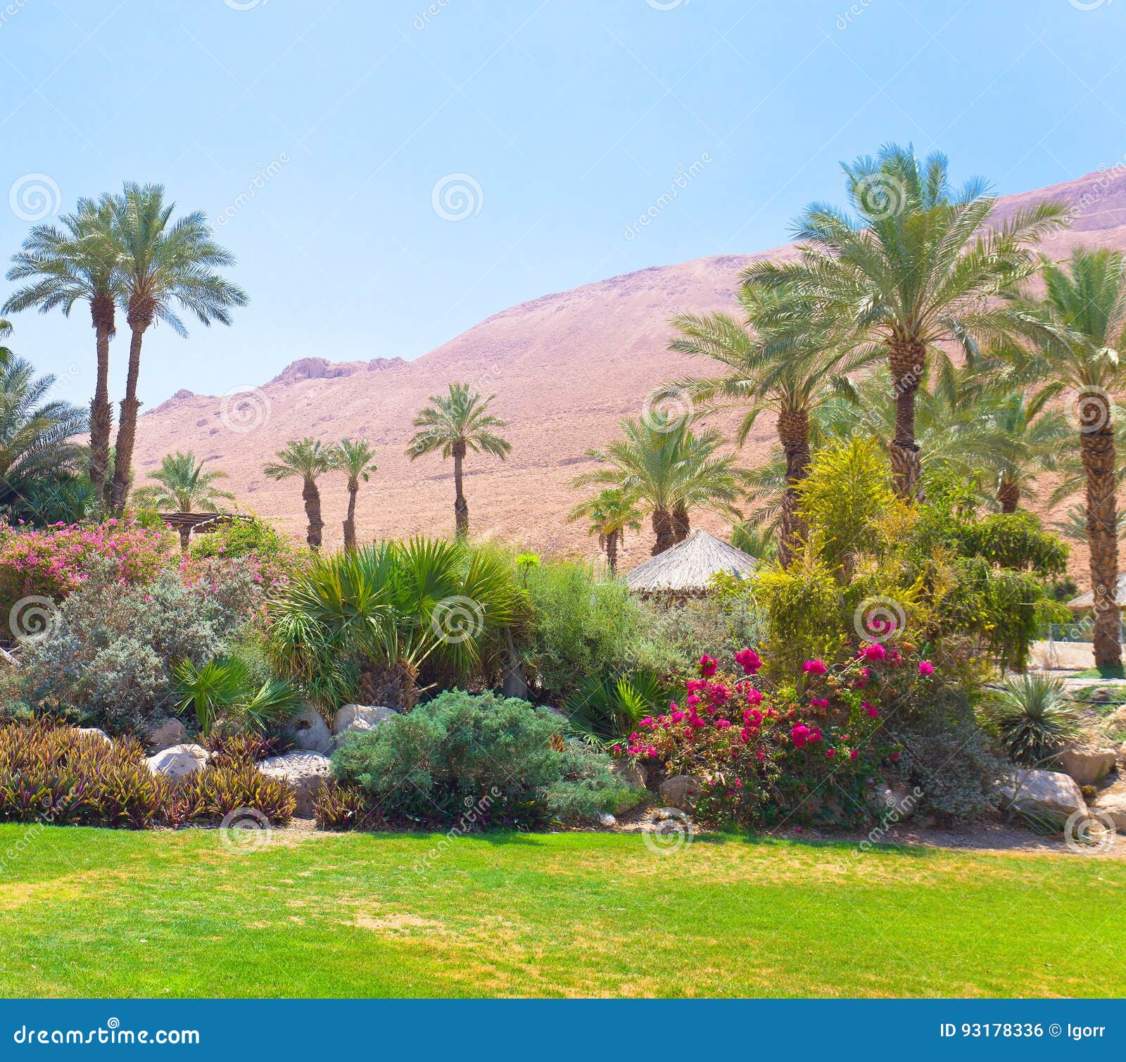 Oasis in the South of Israel Stock Photo - Image of reflection, nature ...