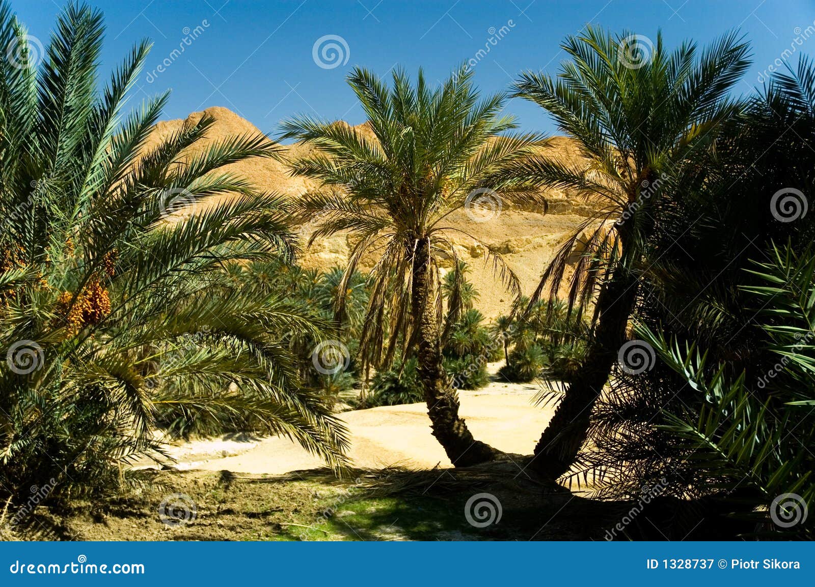 Oasis with Two Palm Trees in Front Stock Image - Image of rich, drink ...
