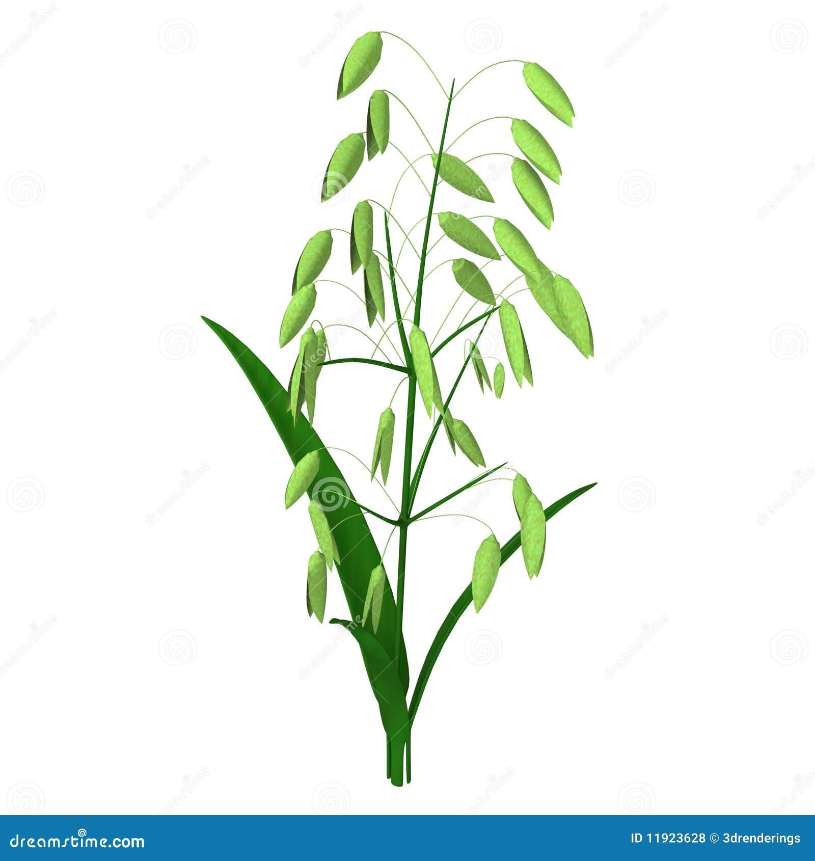 Oat stock illustration. Illustration of vegetable, crop - 11923628