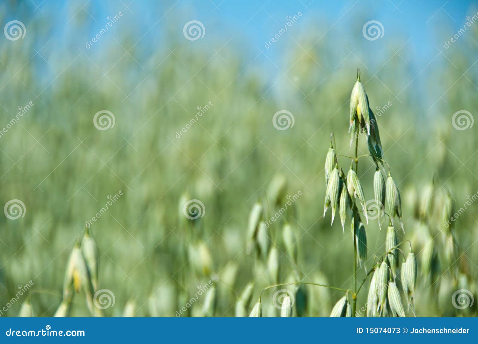 Oat stock image. Image of blue, corn, cereal, closeup - 15074073