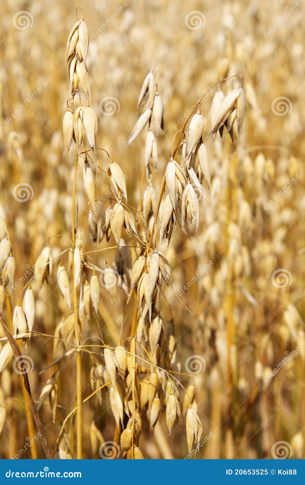 Oat stock image. Image of grass, corn, golden, ripe, ears - 20653525