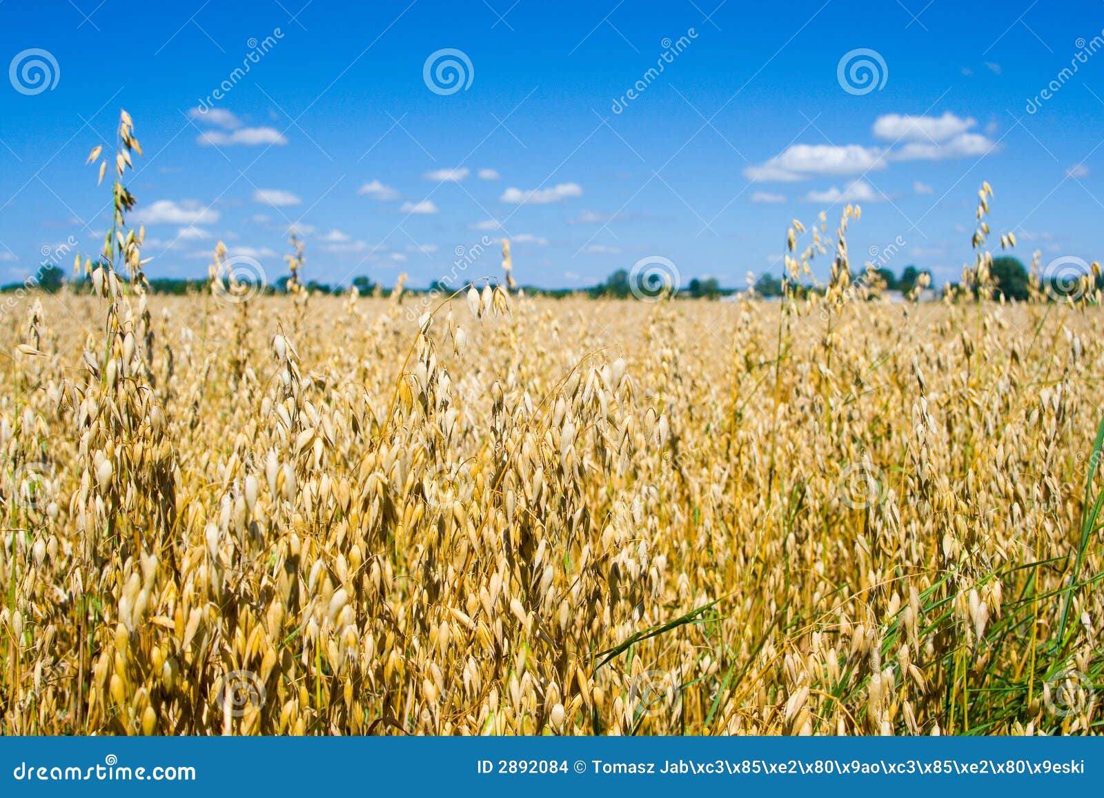 Oat stock photo. Image of golden, beautiful, imagery, grain - 2892084