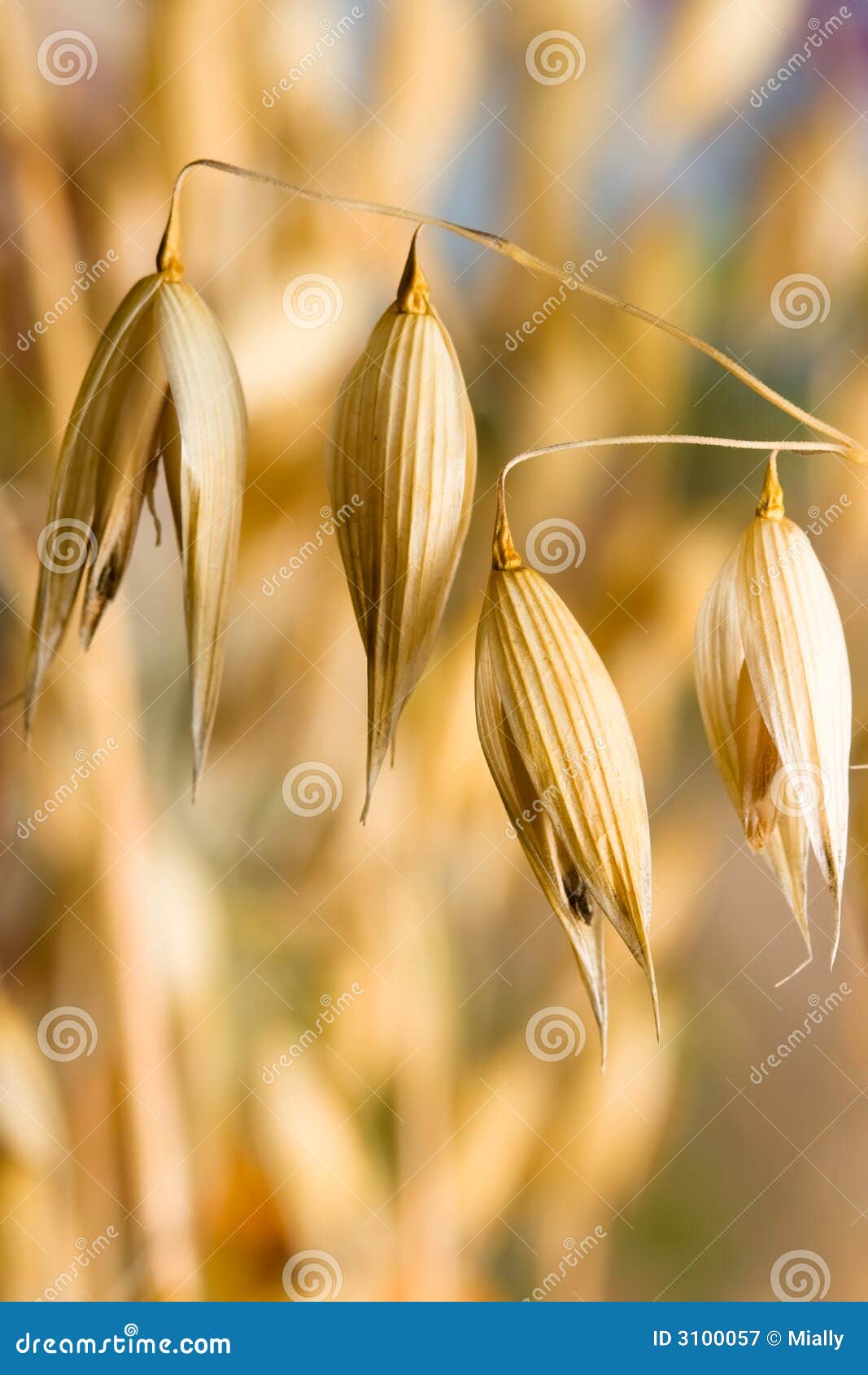 Oat stock image. Image of oats, grain, yield, corn, golden - 3100057