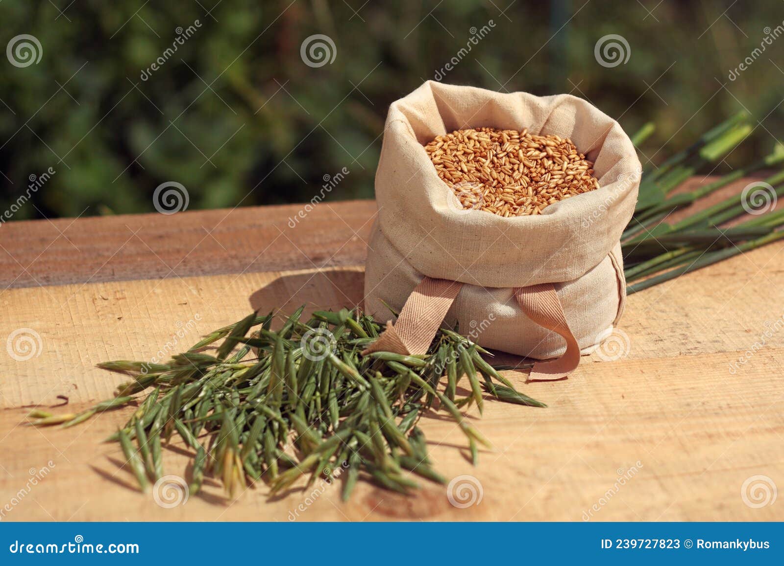 Oat - Bag with Grains, Ears of Grain Stock Image - Image of oats ...