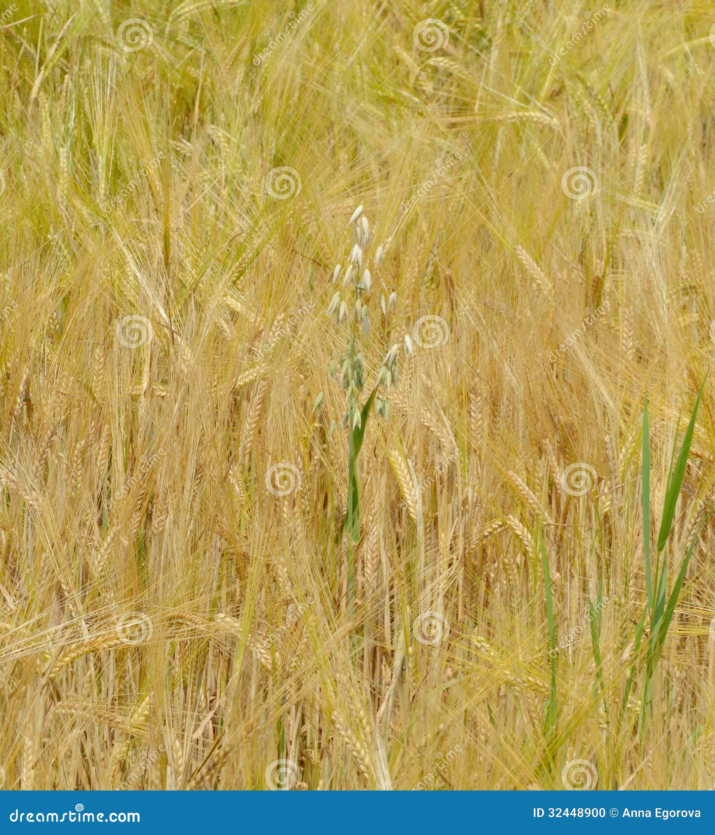 Oat Branch in a Wheat Field Stock Photo - Image of corn, crop: 32448900