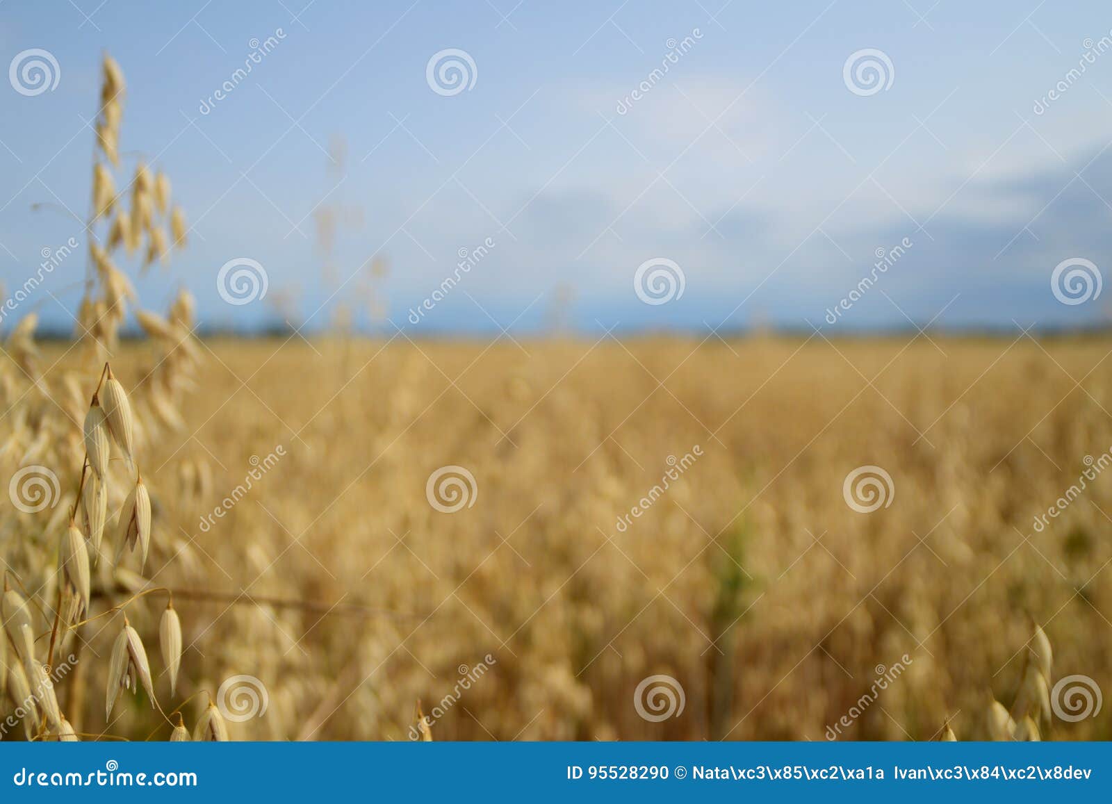 Oat Crop on an Agricultural Field Stock Photo - Image of country, farm ...