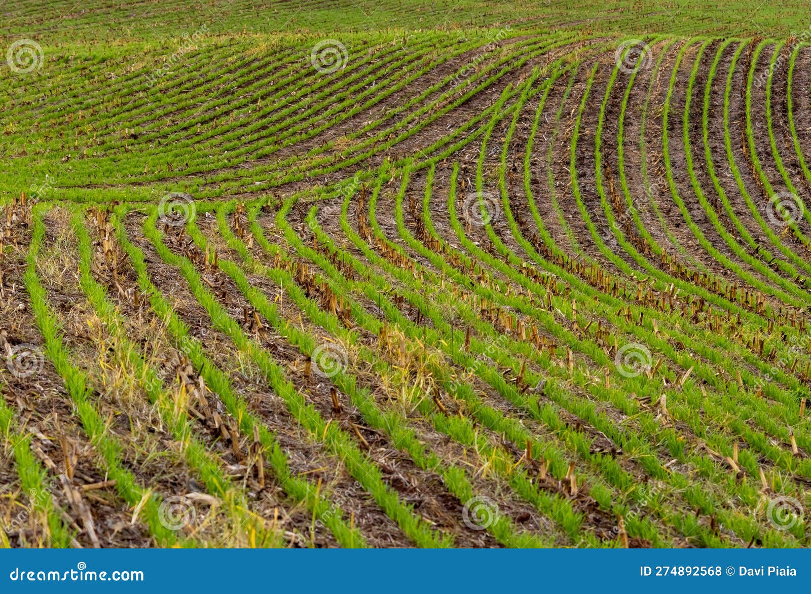Oat Cultivation, Winter Planting Stock Photo - Image of meadow, produce ...