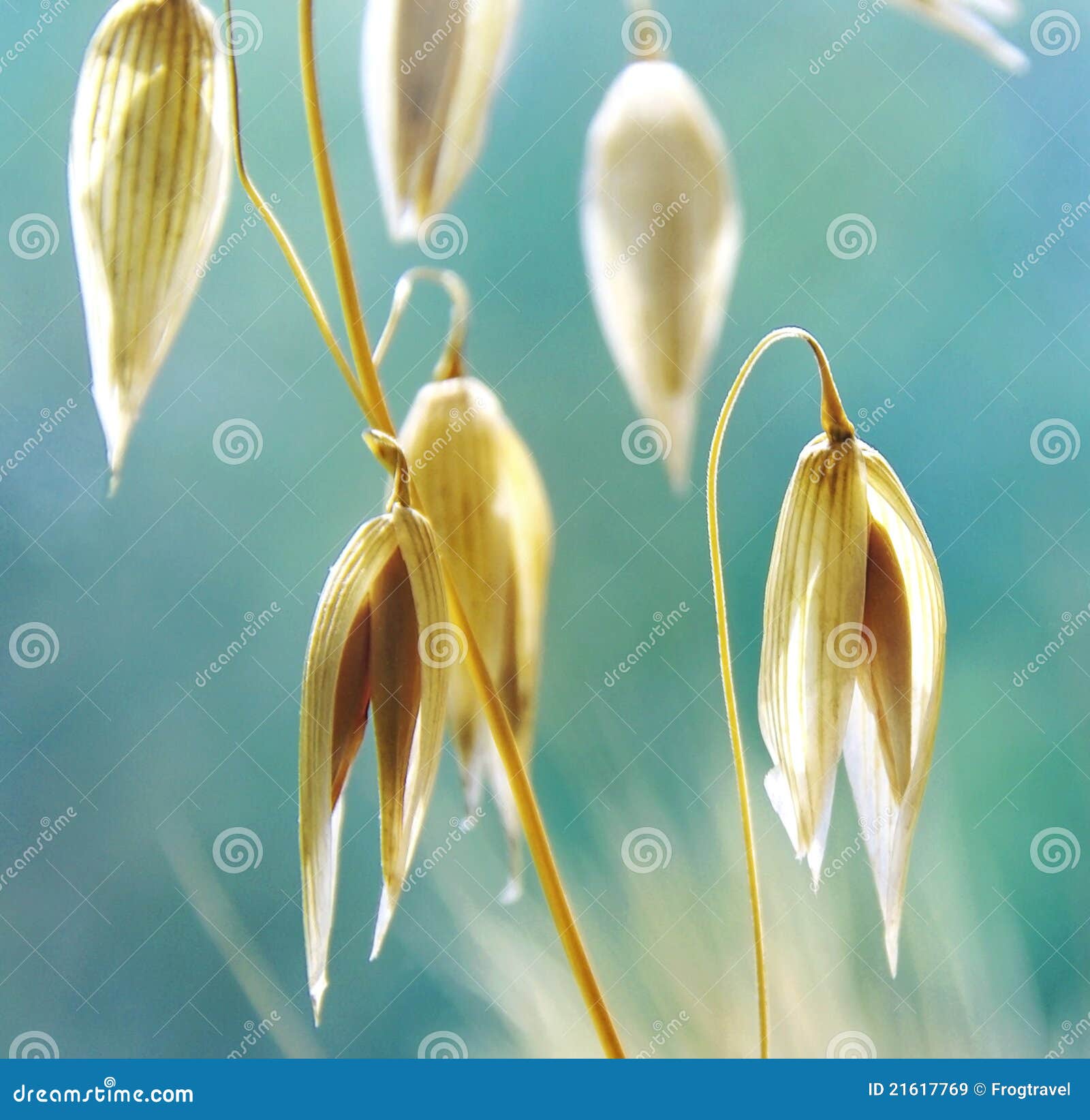 7,734 Oat Ears Stock Photos - Free & Royalty-Free Stock Photos from ...