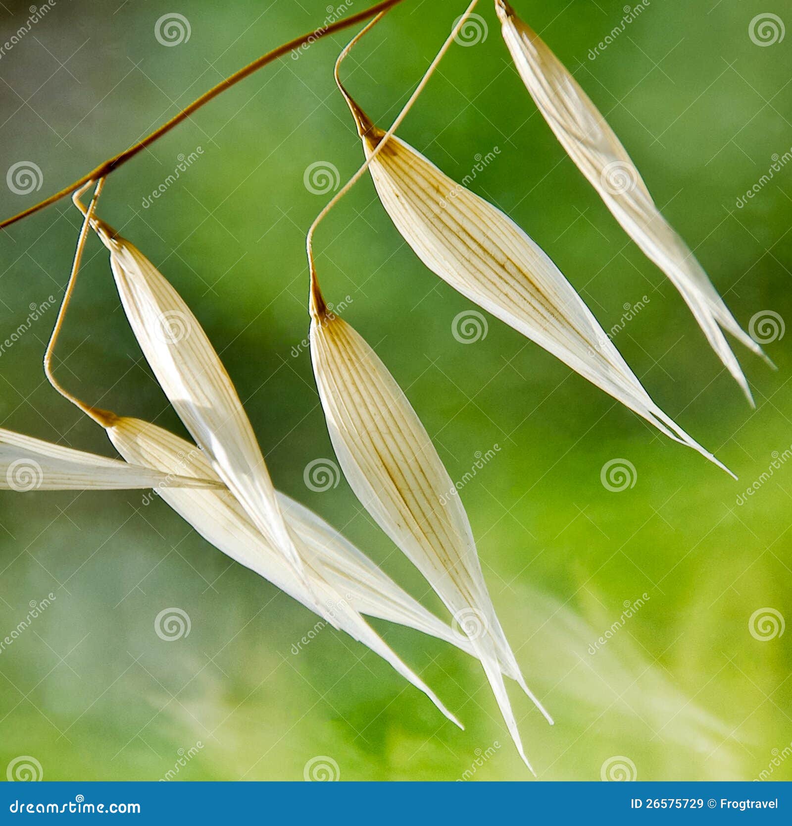 Oat ears stock image. Image of health, healthy, agriculture - 26575729