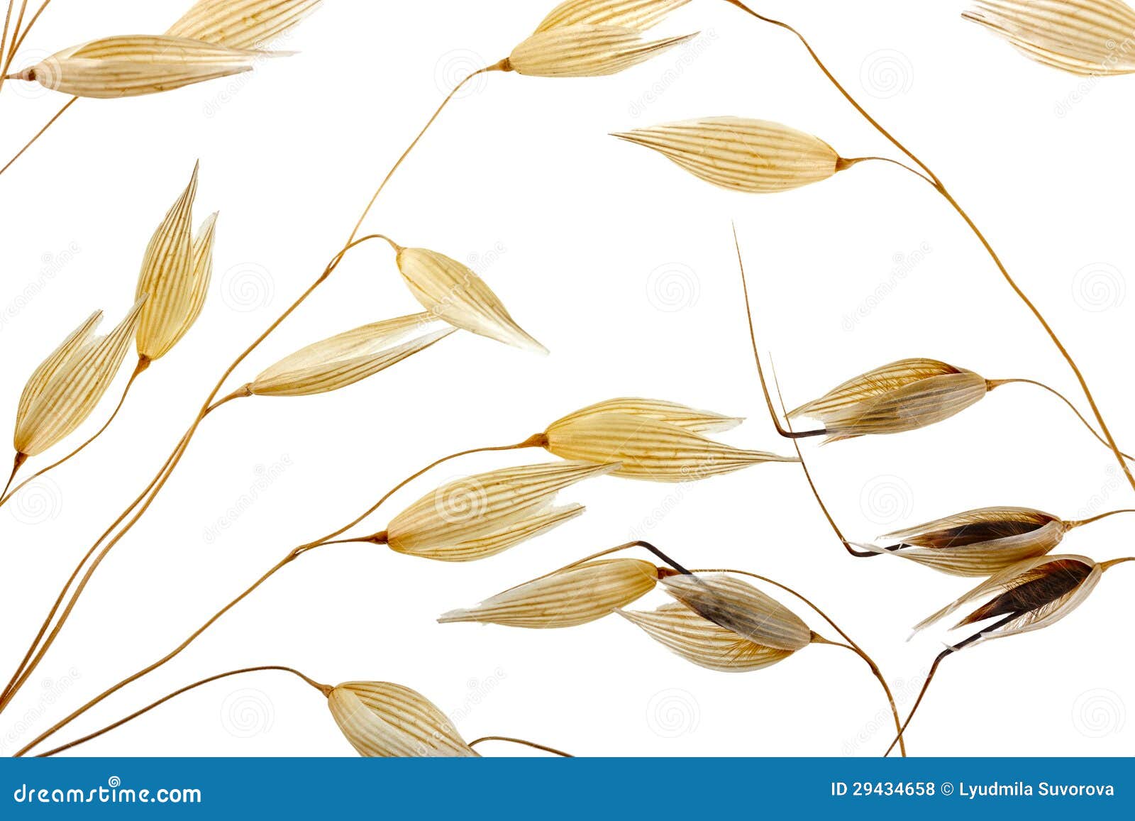 Oat ears stock photo. Image of stem, rural, stalk, barley - 29434658