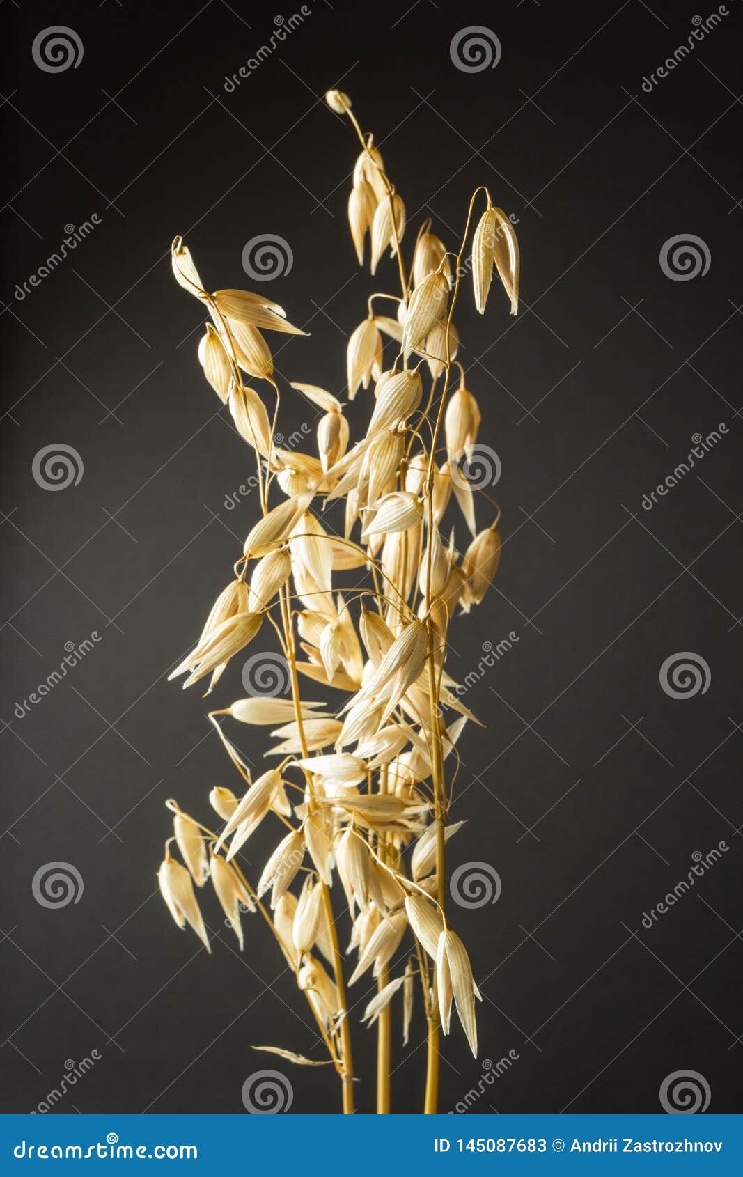 Oat Ears of Grain Isolated on Black Background, Vertical Stock Image ...