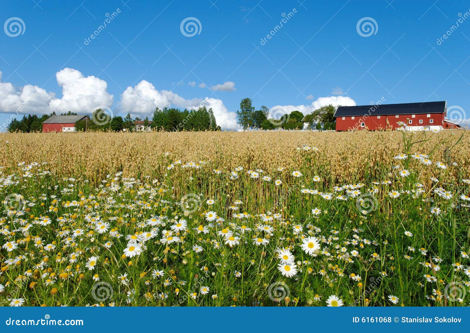 15,288 Oat Farm Stock Photos - Free & Royalty-Free Stock Photos from ...